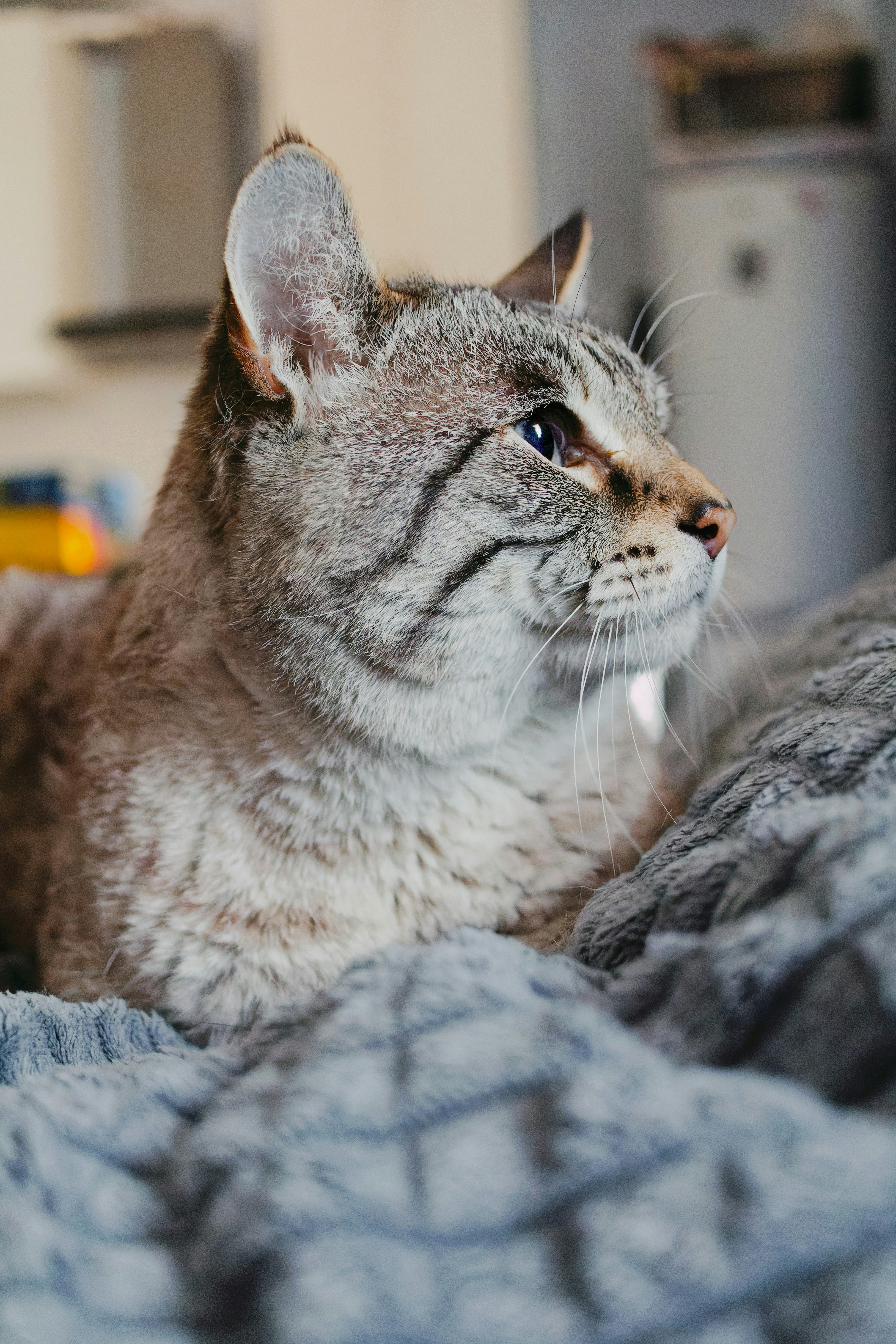 Focused Gaze: A Lazily Regal Cat in Soft Indoor Light