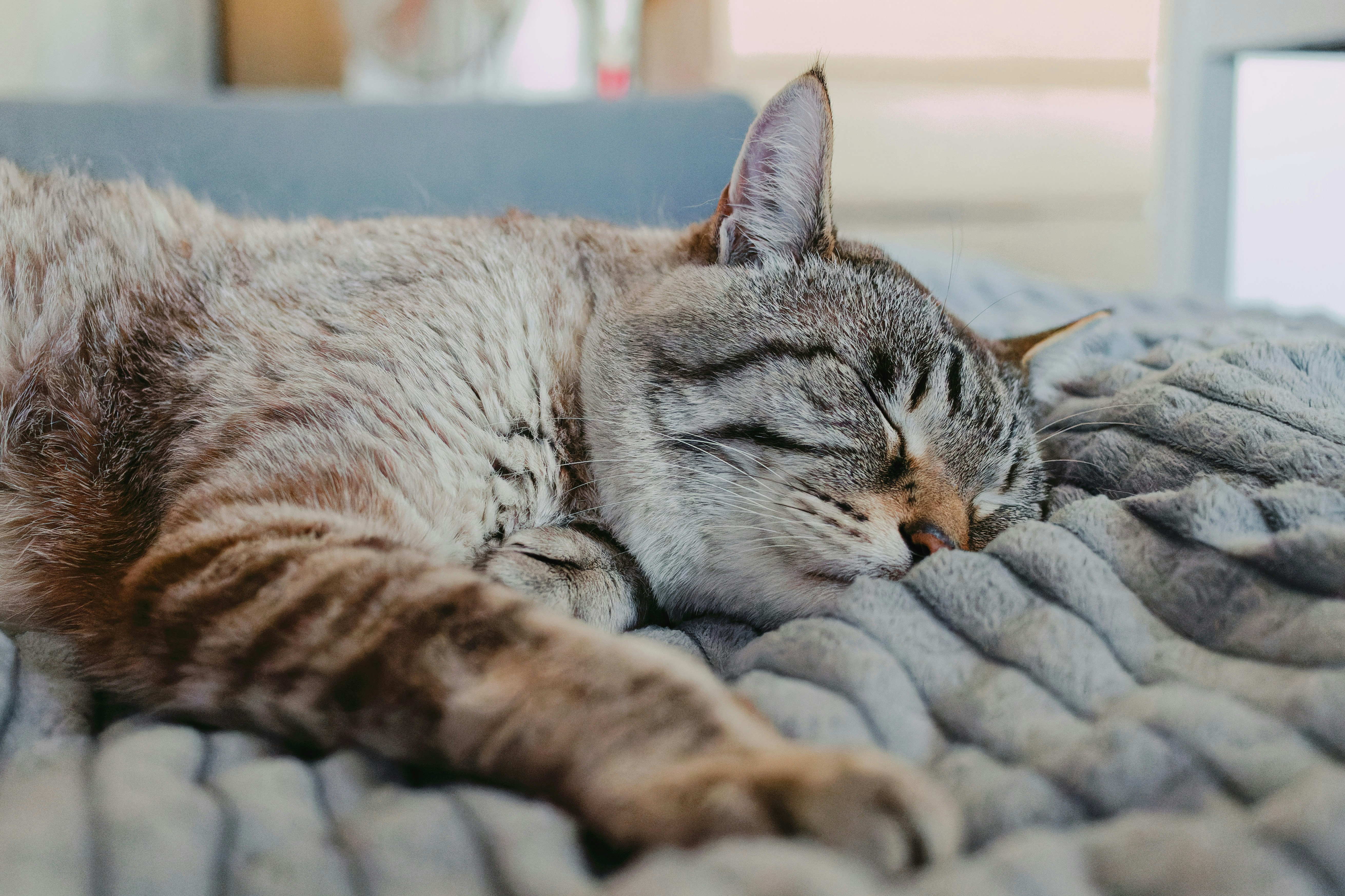 Drifted into Dreamland: a tabby’s tranquil nap on a plush glacier bed