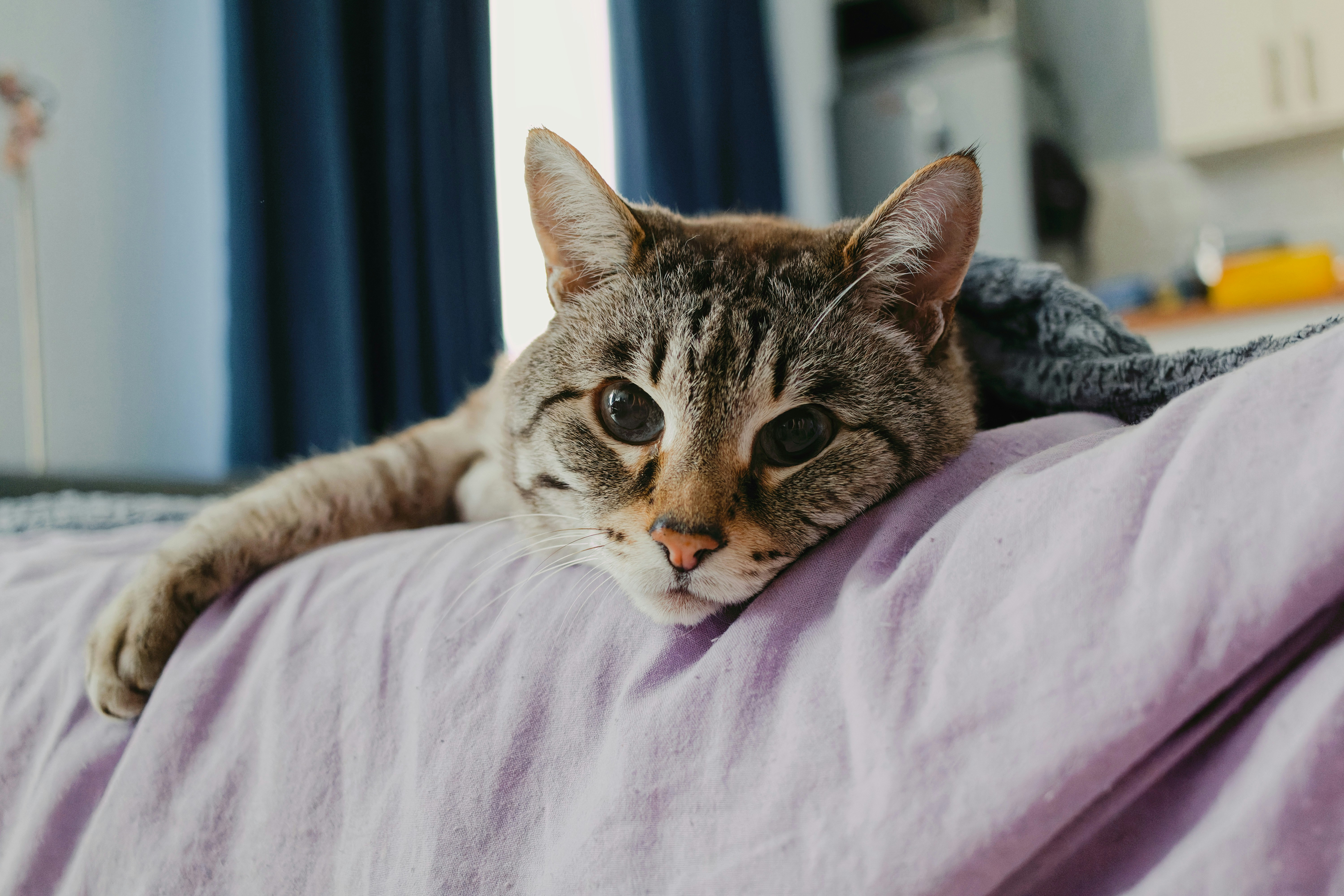 Cozy Dormant Gaze: A Tabby Lounge on Lavender Linen