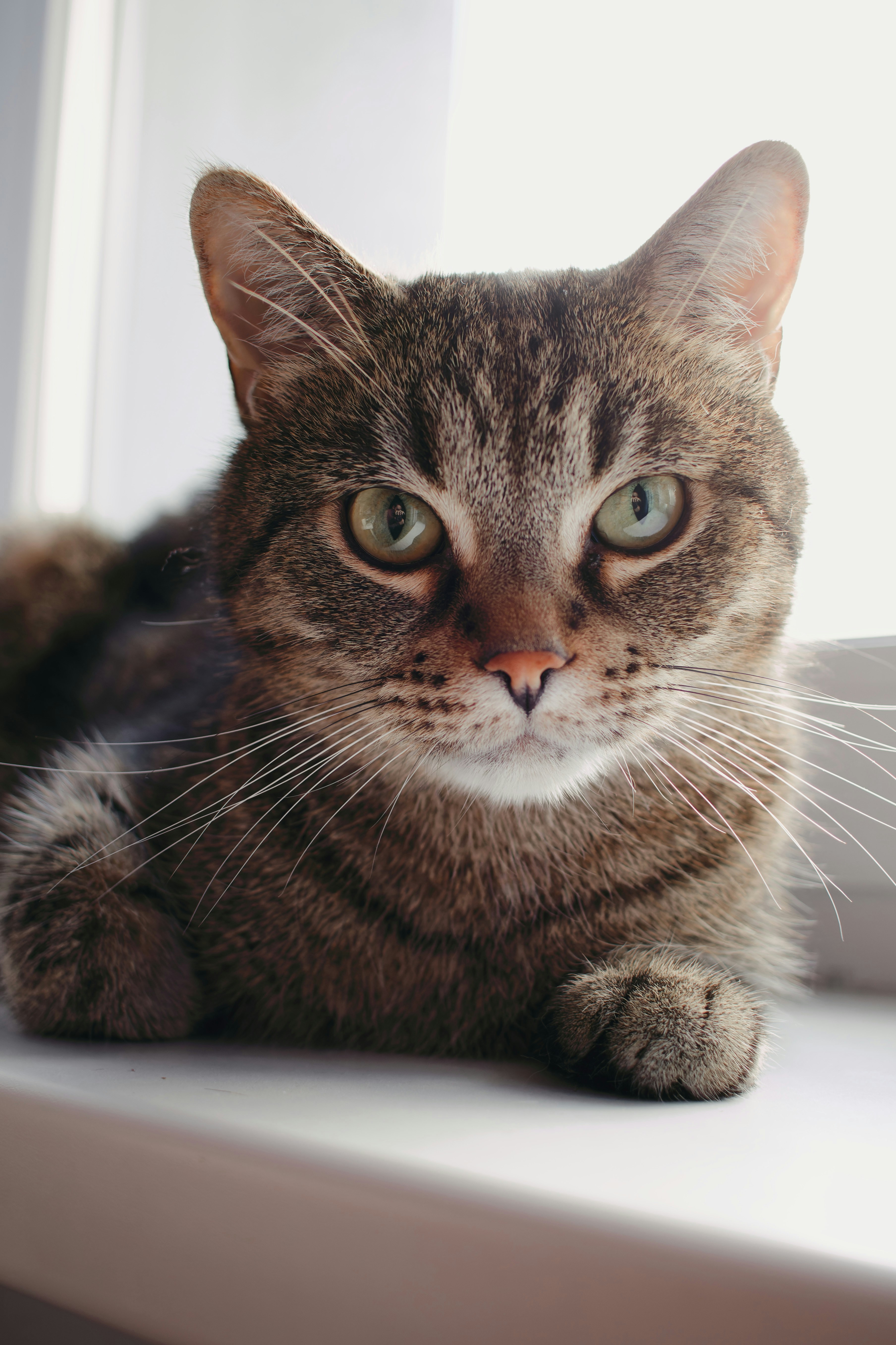 Emerald Gaze: A Cat's Quiet Stare on a Windowsill