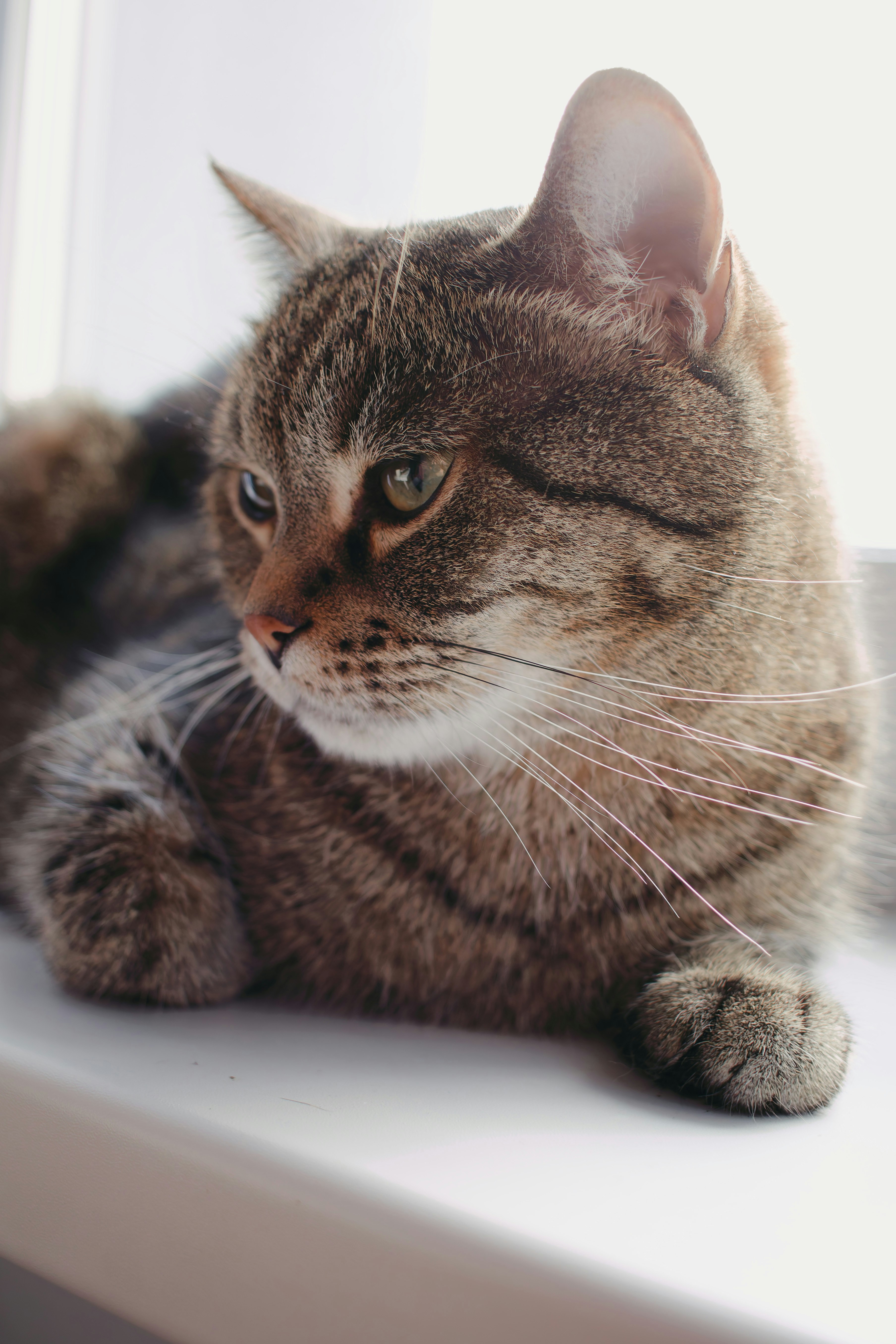 Soft Focus Purr: A Calm Moment of a Tabby by the Window