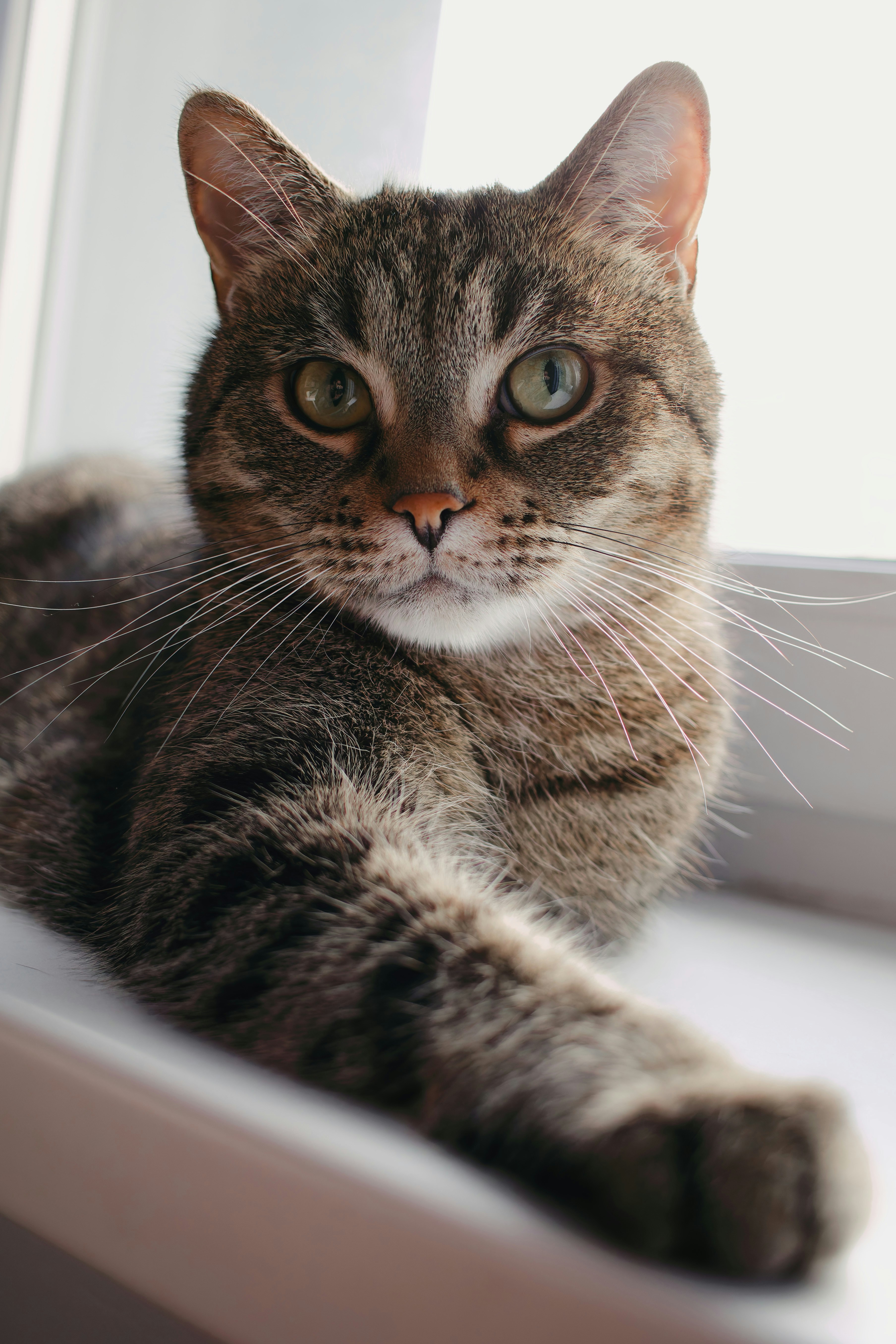 Close-Up of a Curious Cat Watching the Window Light