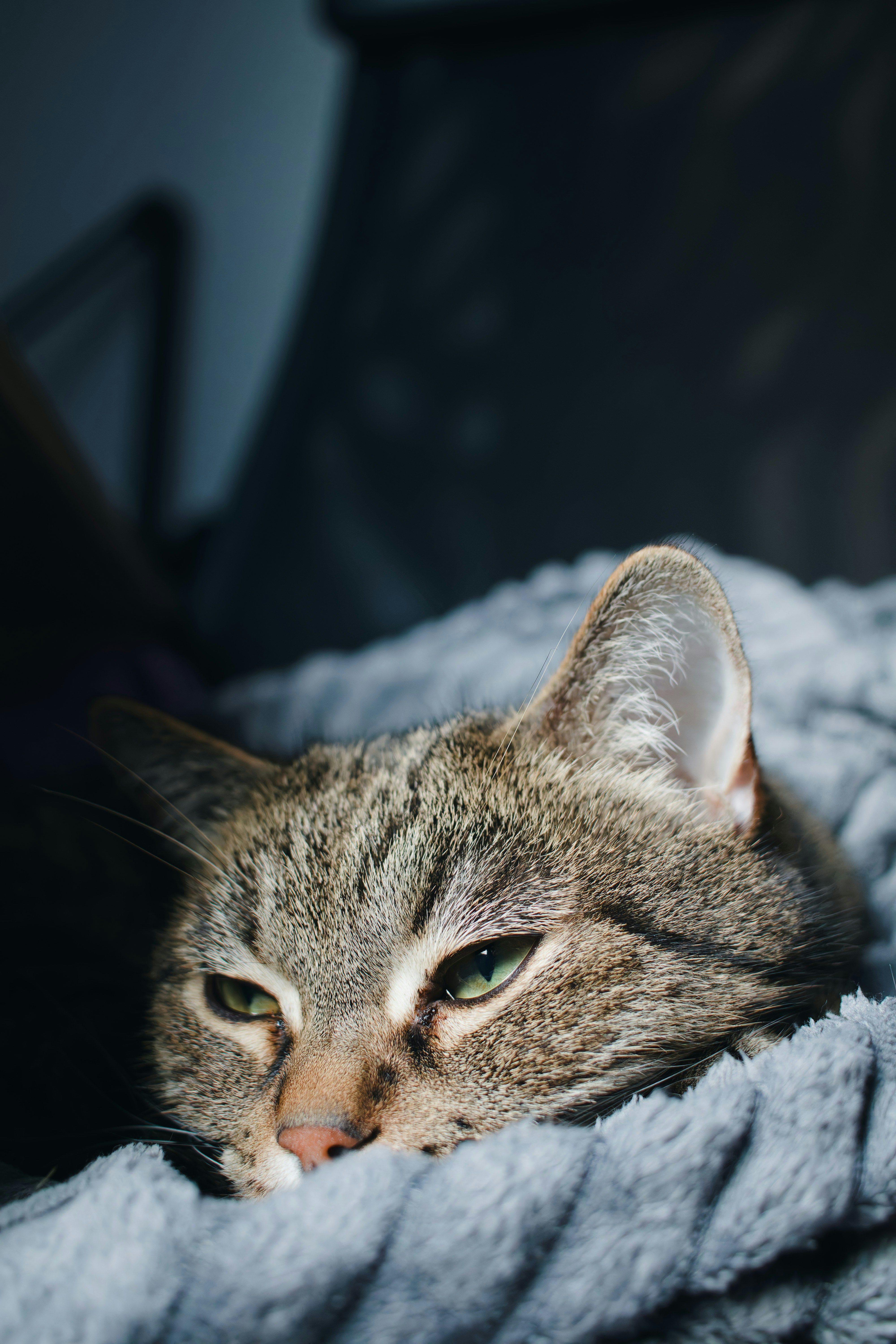 Drowsy Gaze: A Cat Resting in Soft Blue Light