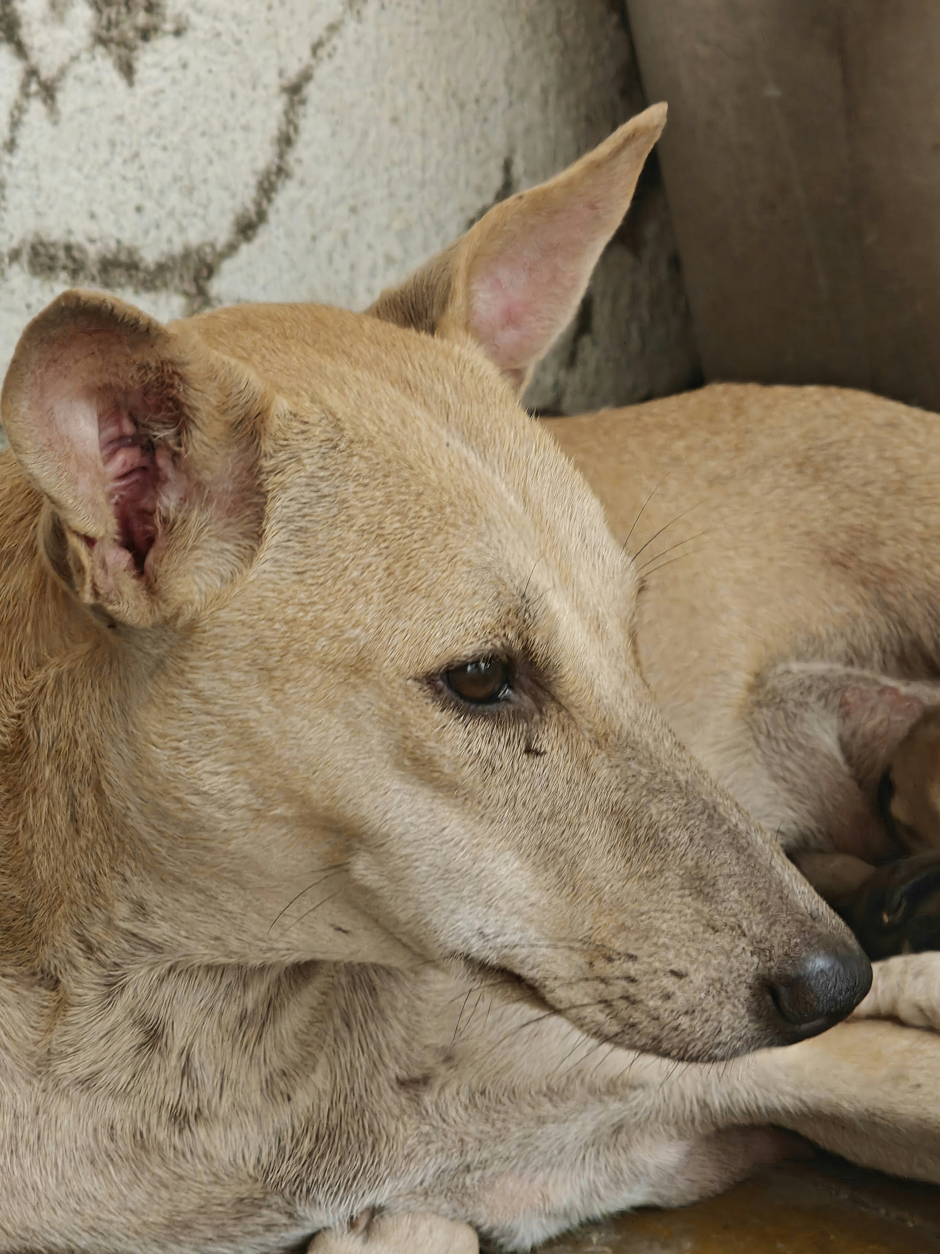 Tracing a Quiet Gaze: A Resting Moment with a Tan Shepherd
