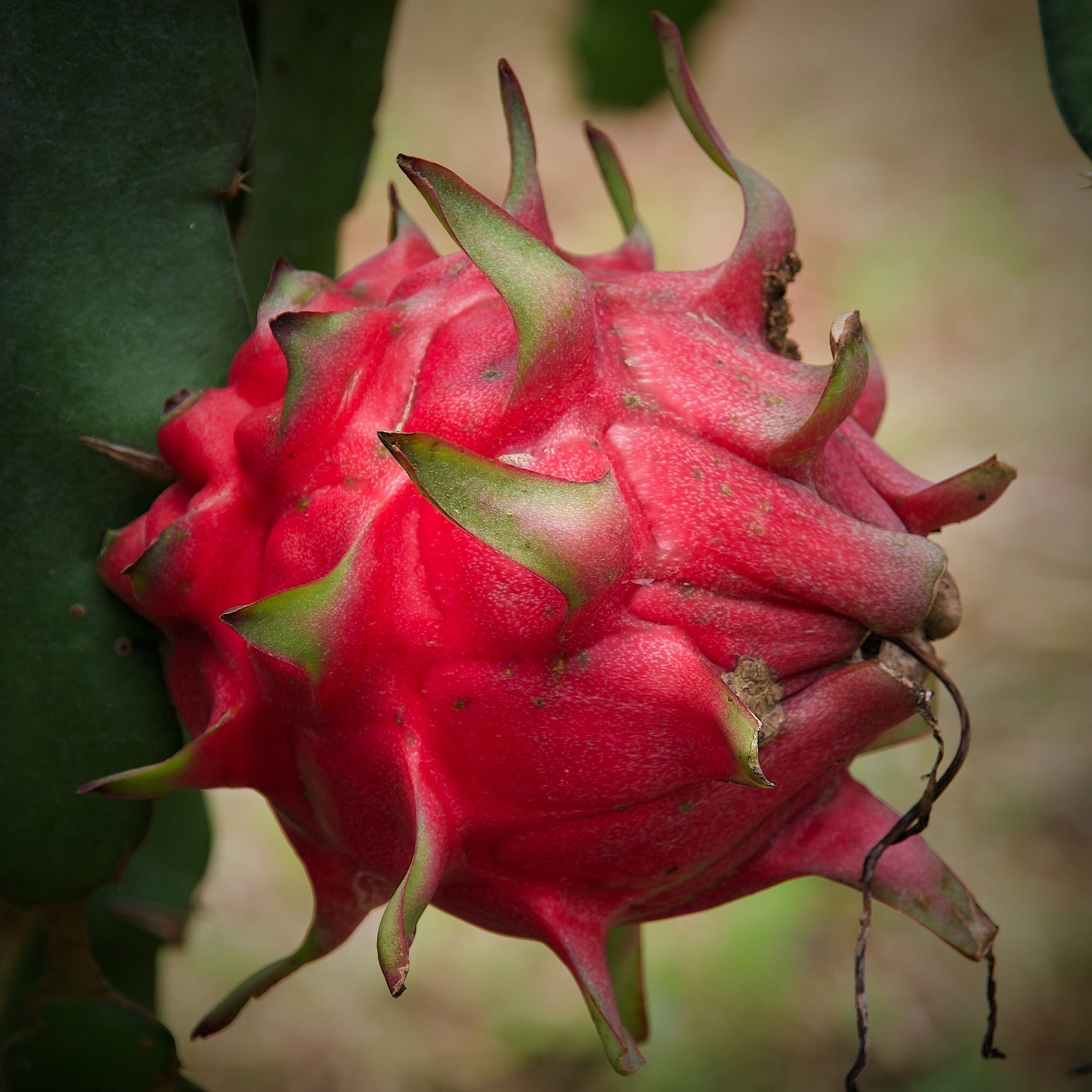 A close-up of a red dragon fruit with green-tipped scales, blossoms a tactile surface against a blurred background. This is a botanical fruit photograph.
