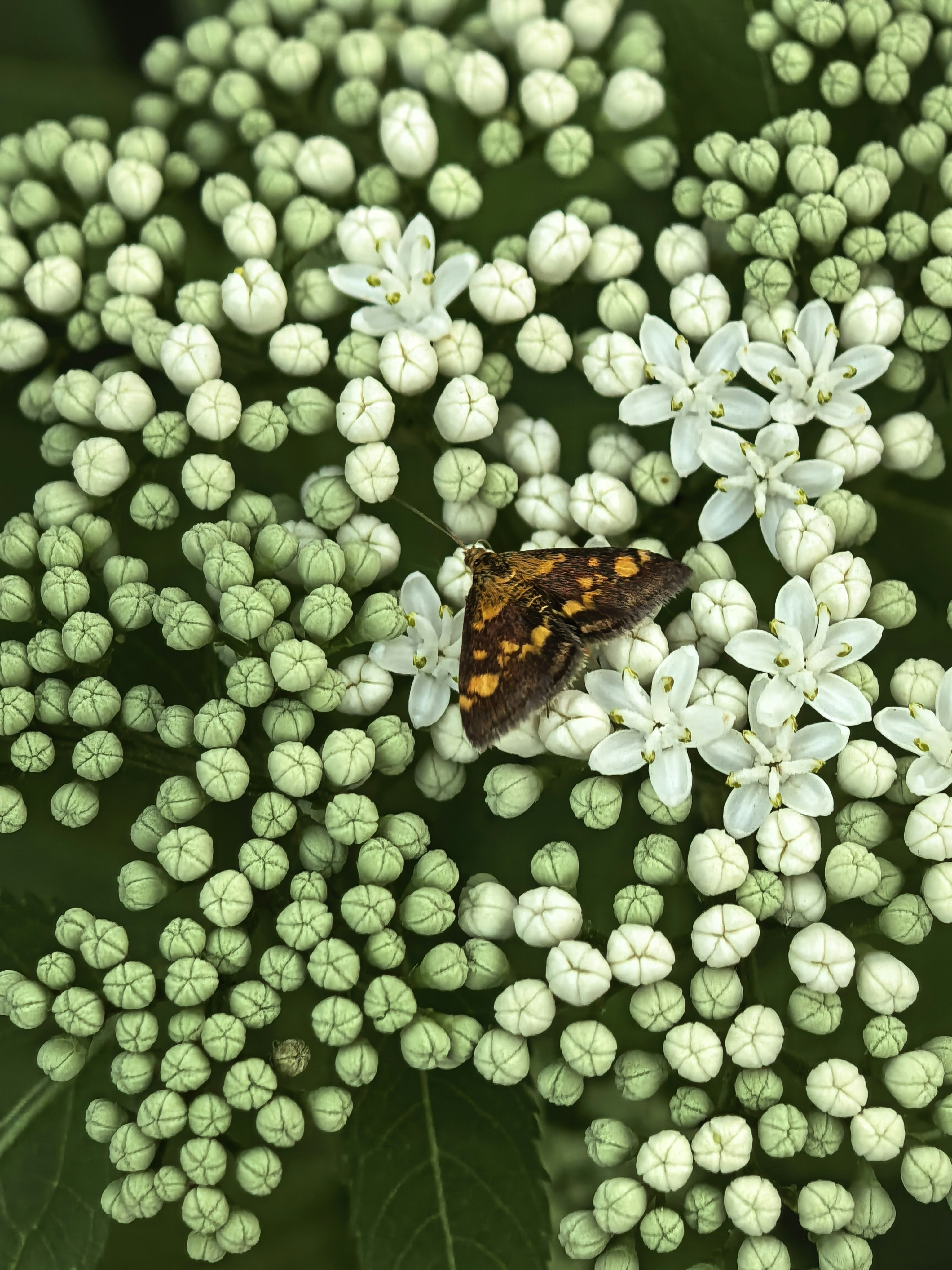 Dainty White Florals Meet a Wary Butterfly