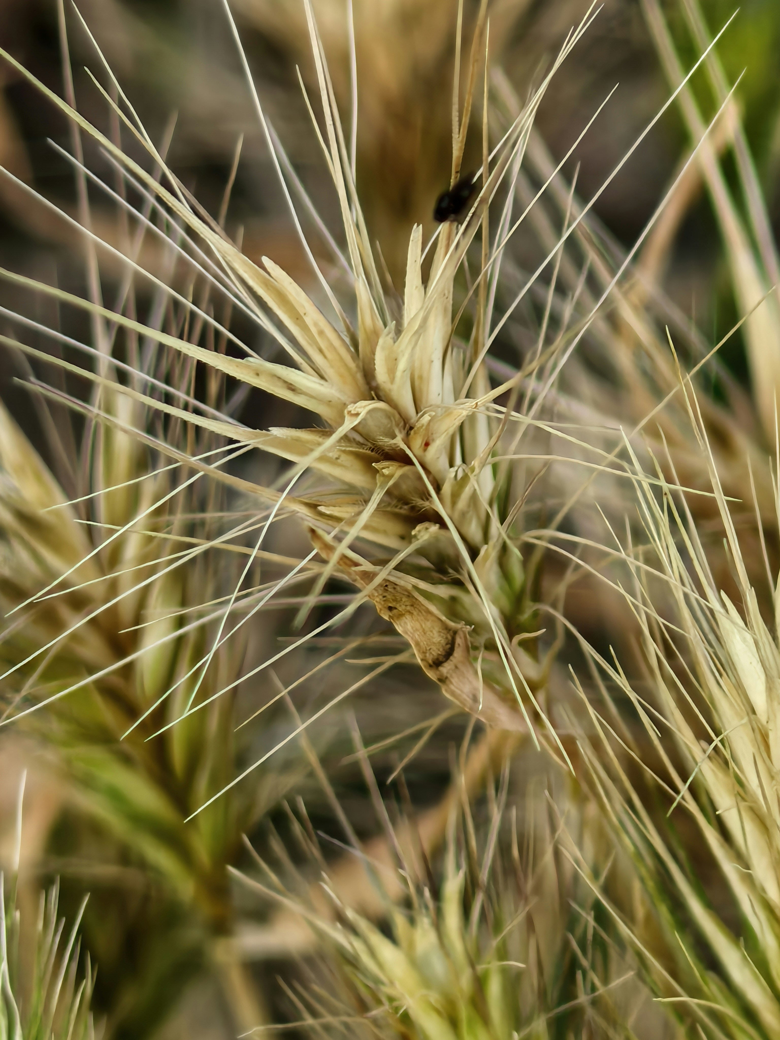 Tangled Golden Spikes: a close-up of seedhead facets