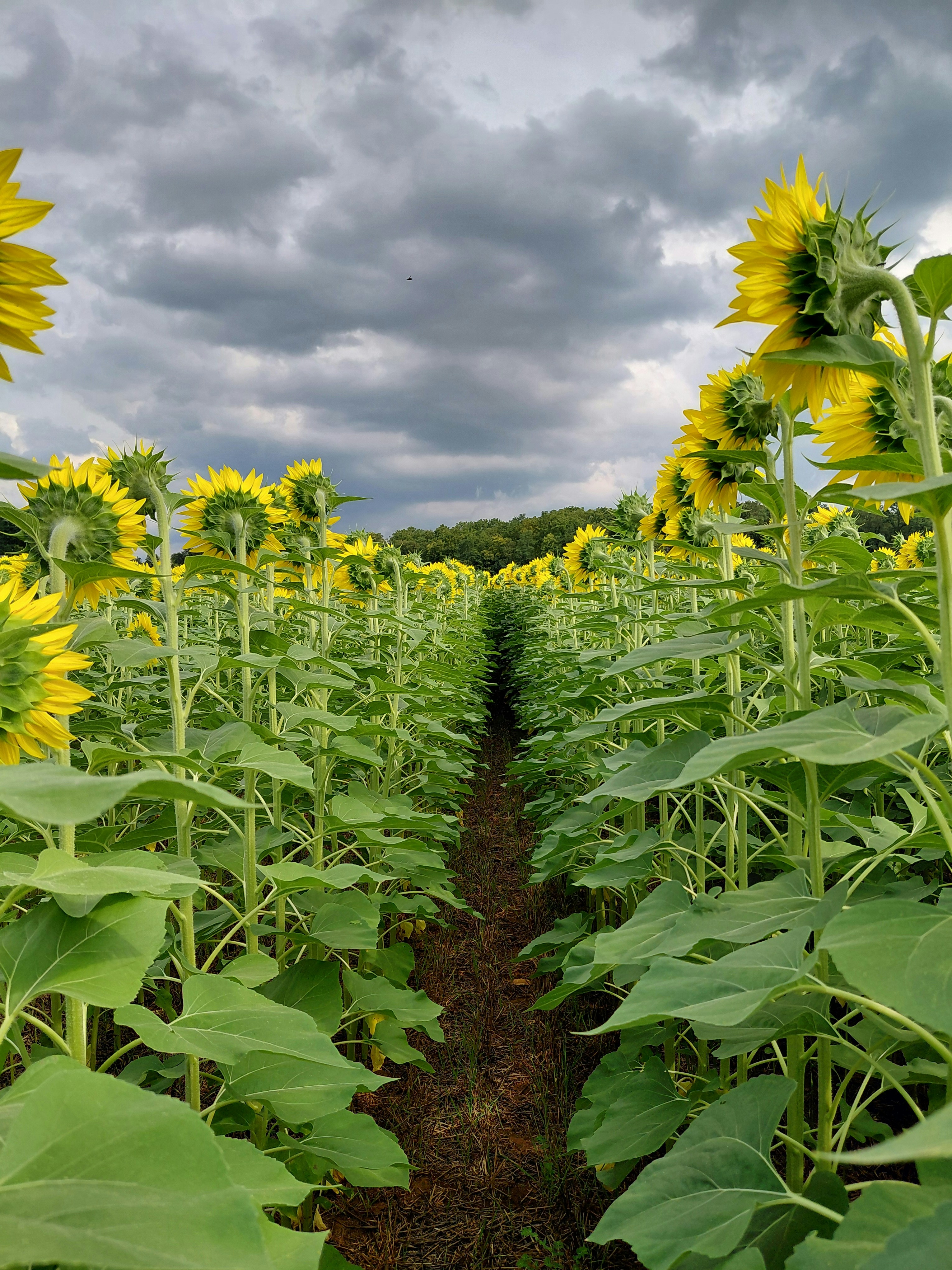 Row by Row: Golden Sunflowers Reaching Toward a Brooding Sky
