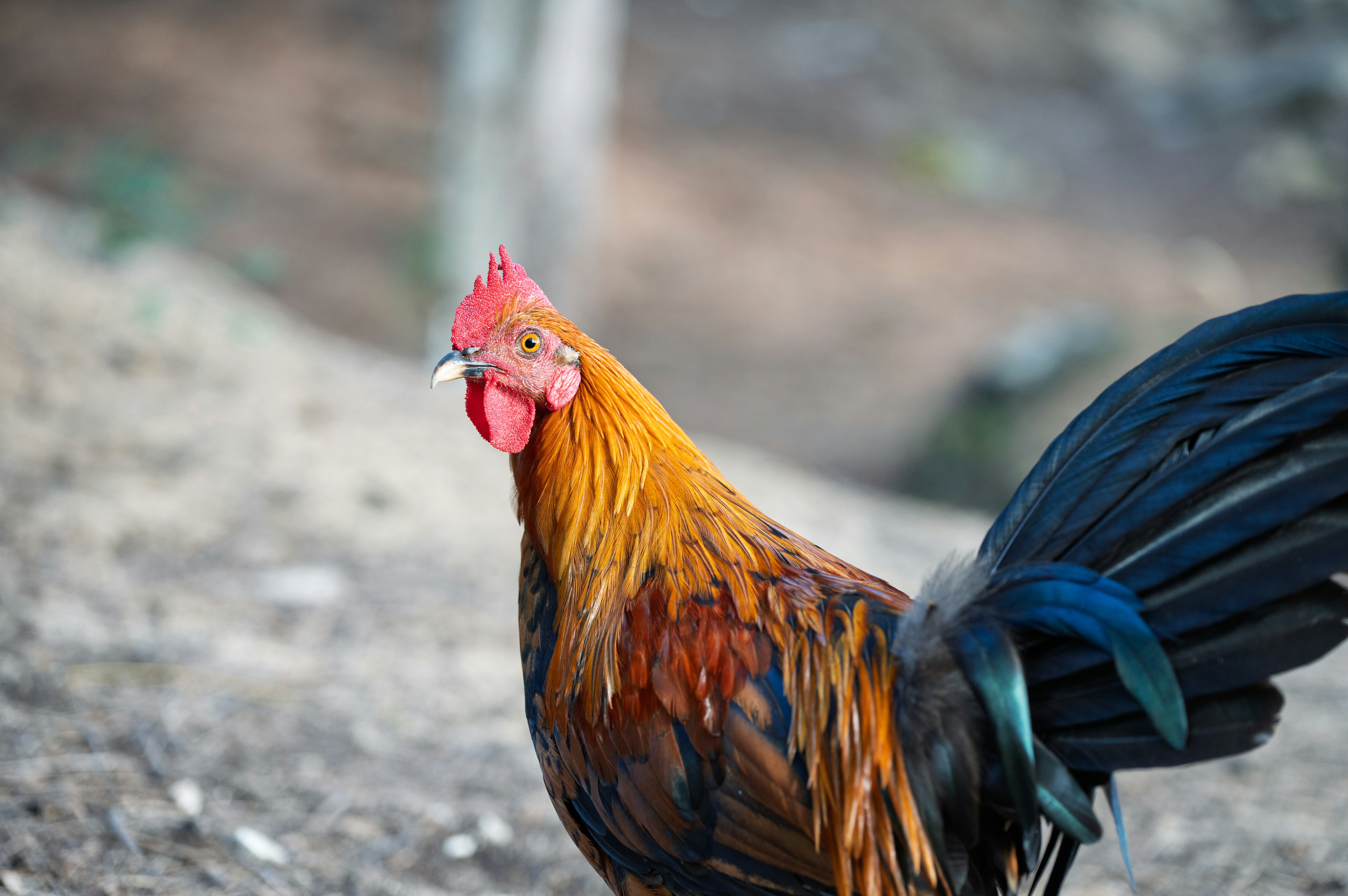 Vibrant Rooster in Focus: A Sunlit Fowl amid Earthy Backdrop