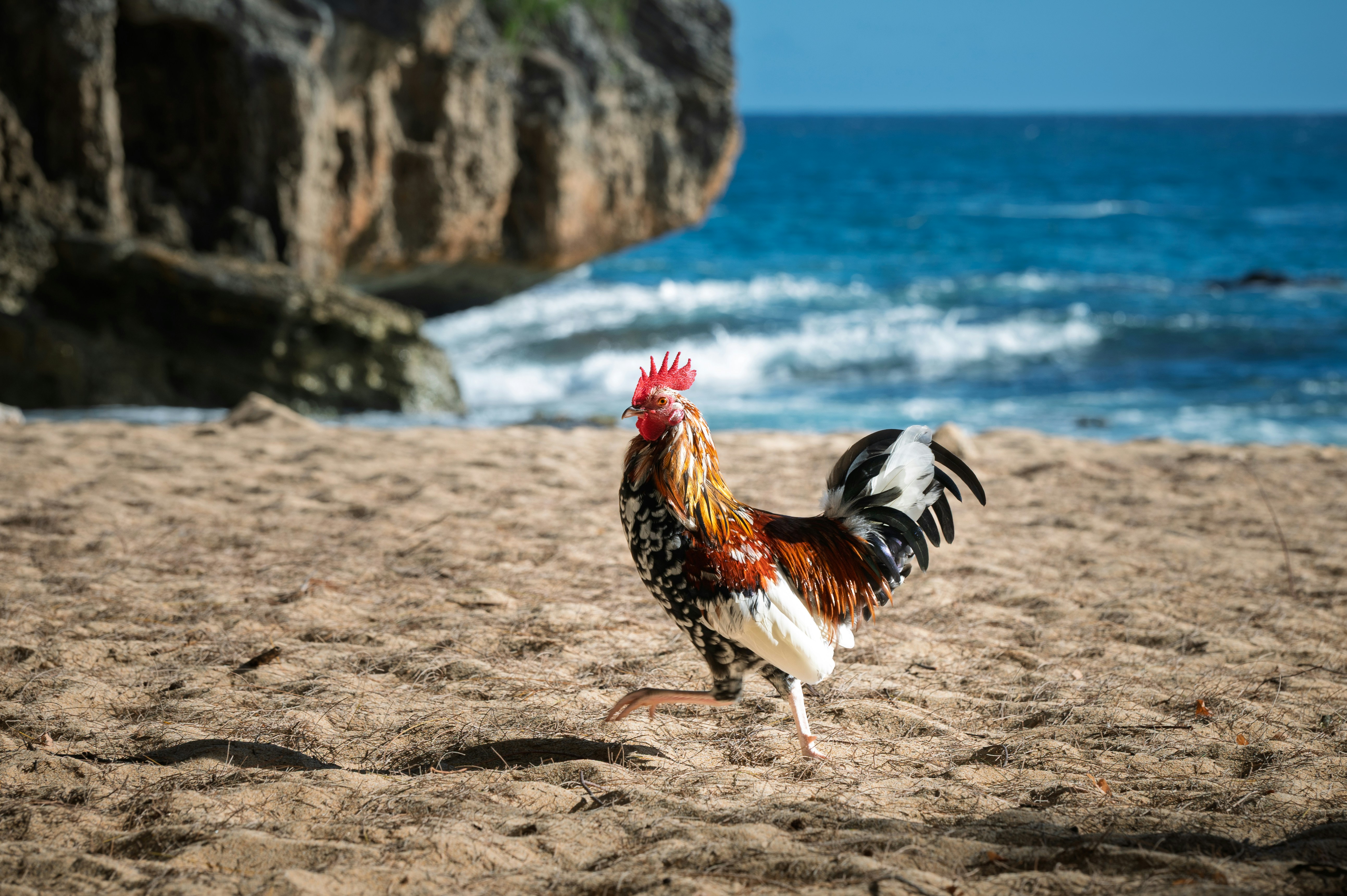 Rooster struts along a sunlit sandy beach with rocky cliffs and the sea in the background, showcasing vivid plumage. This image captures a natural, candid moment on a coastal landscape. 