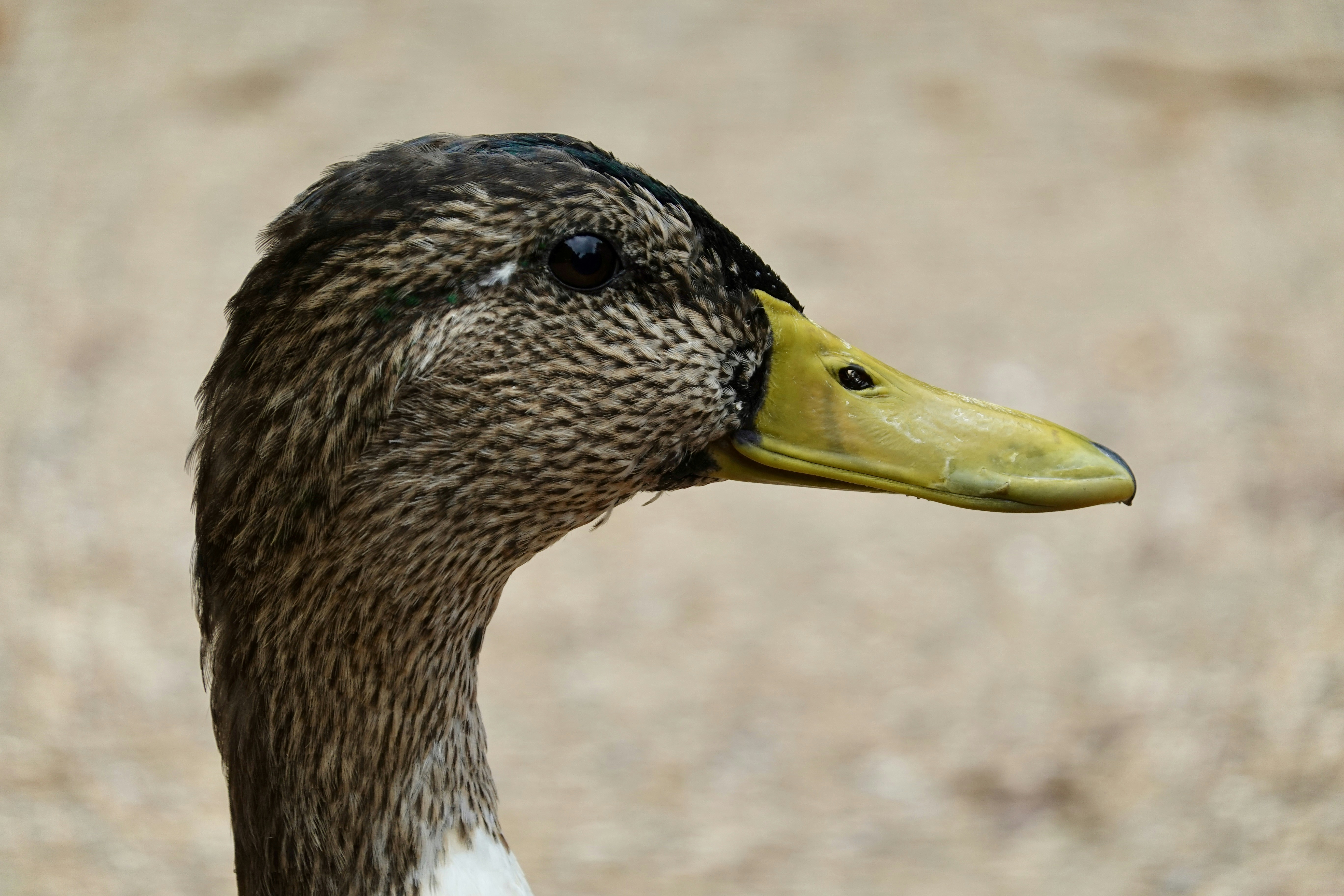 Close-Up of a Duck's Head: Sharp Eye, Golden Beak