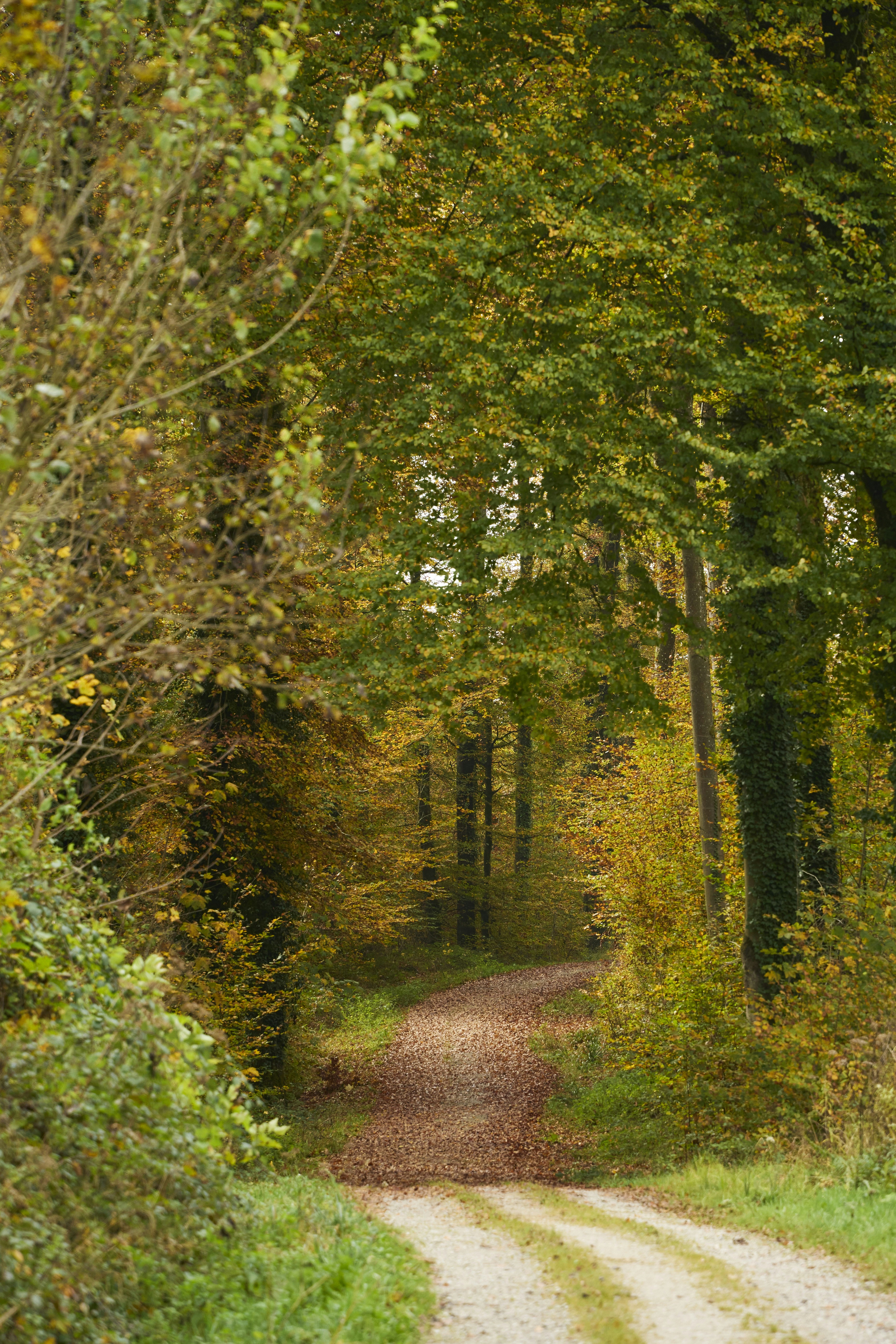 Whispering Trail Through Autumn Alley