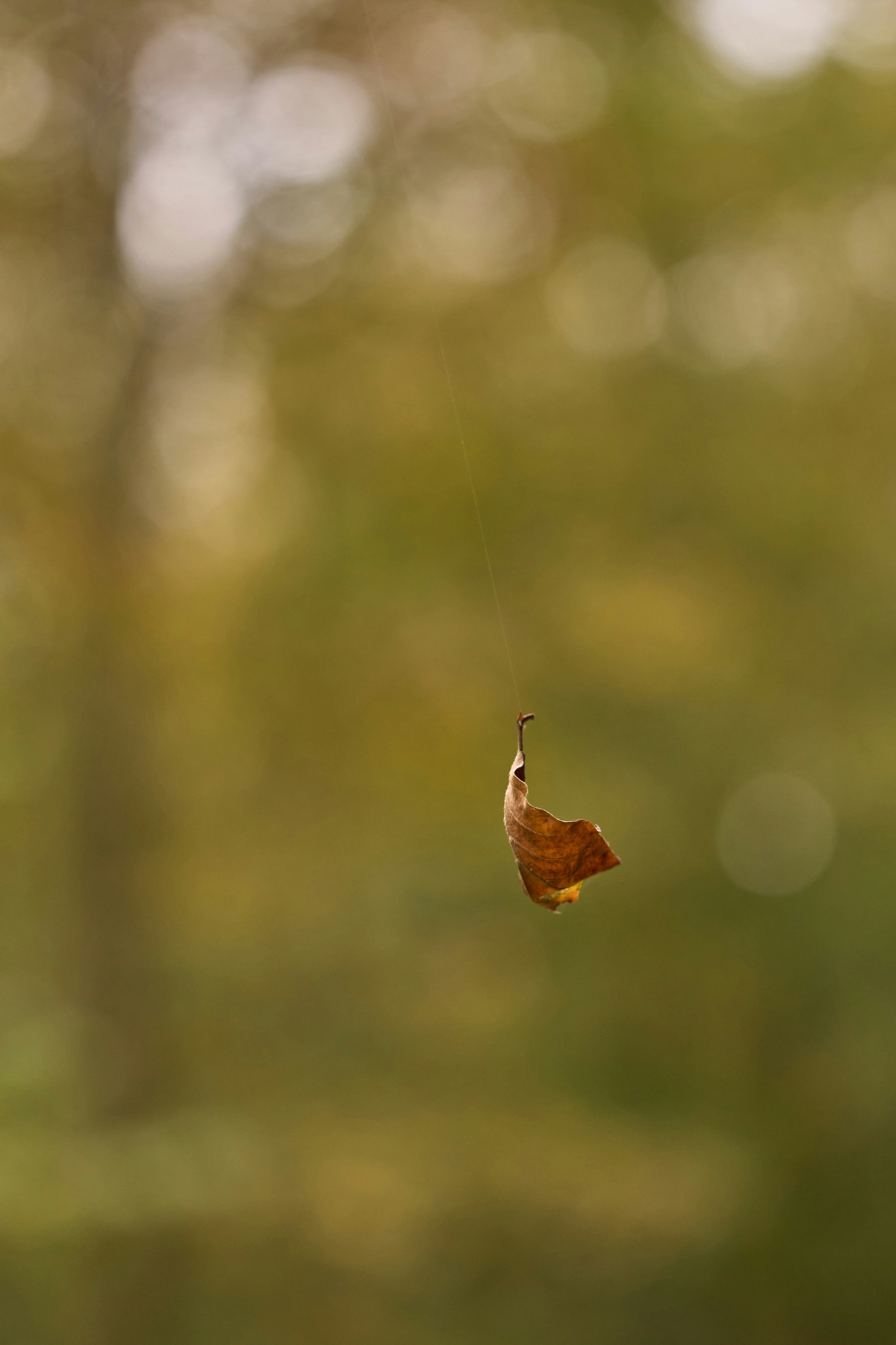A single brown leaf suspended on a thread in a softly blurred autumn forest, emphasizing motion and isolation. This is a natural scene with bokeh backdrop.