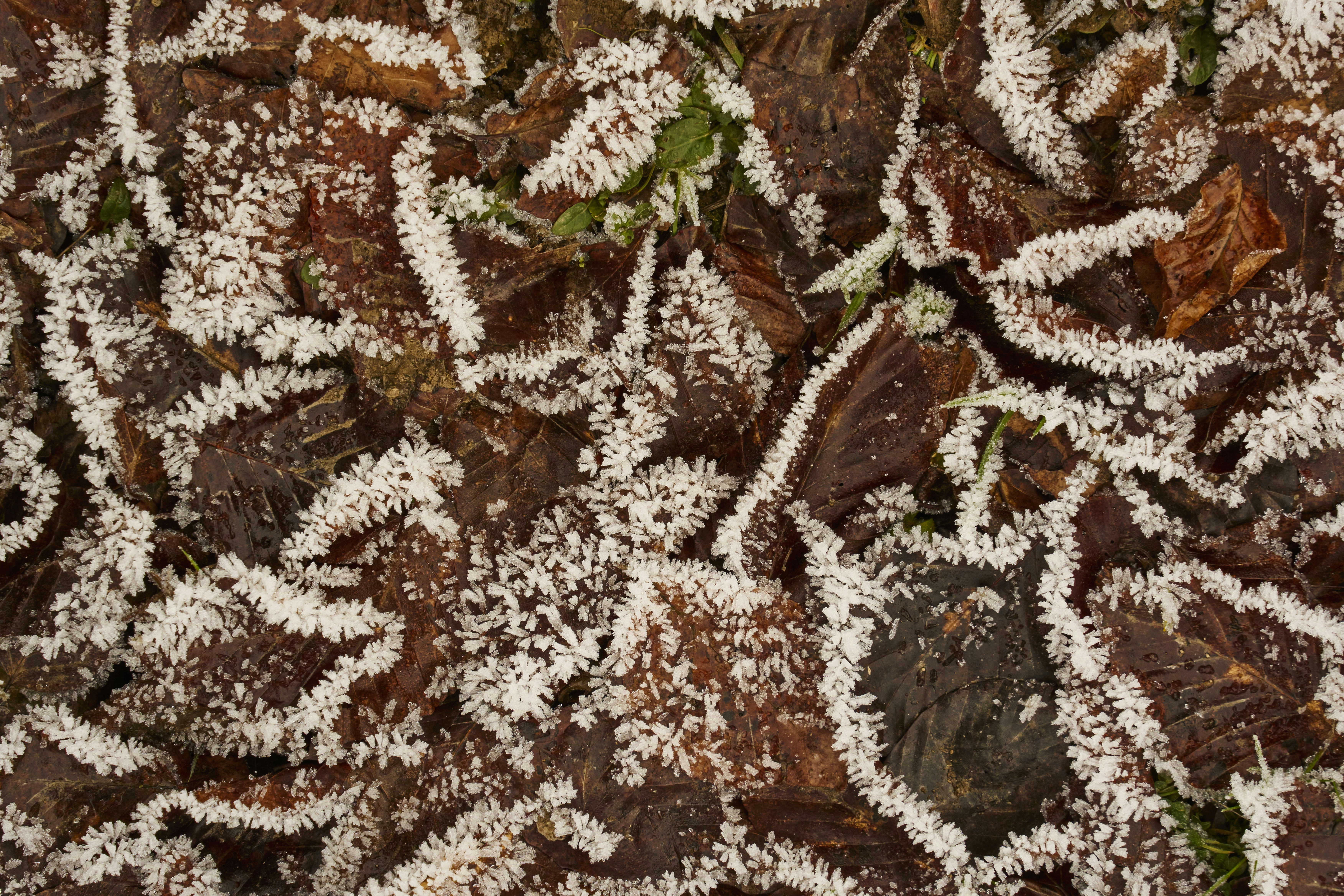 Frosted Fern Lattice: Snow Crystals on Autumn Leaves