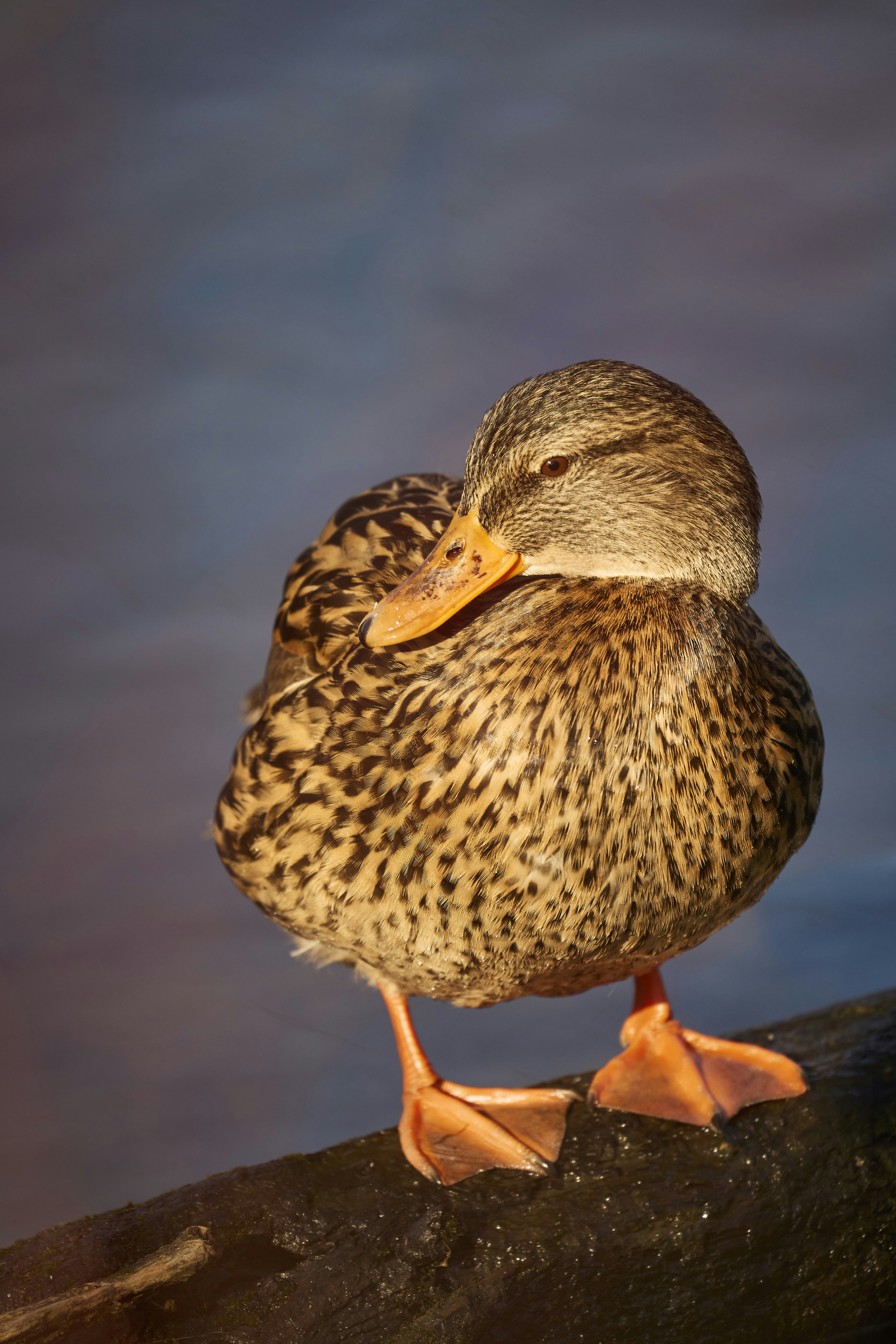 Sunlit Mallard on a Quayside Log