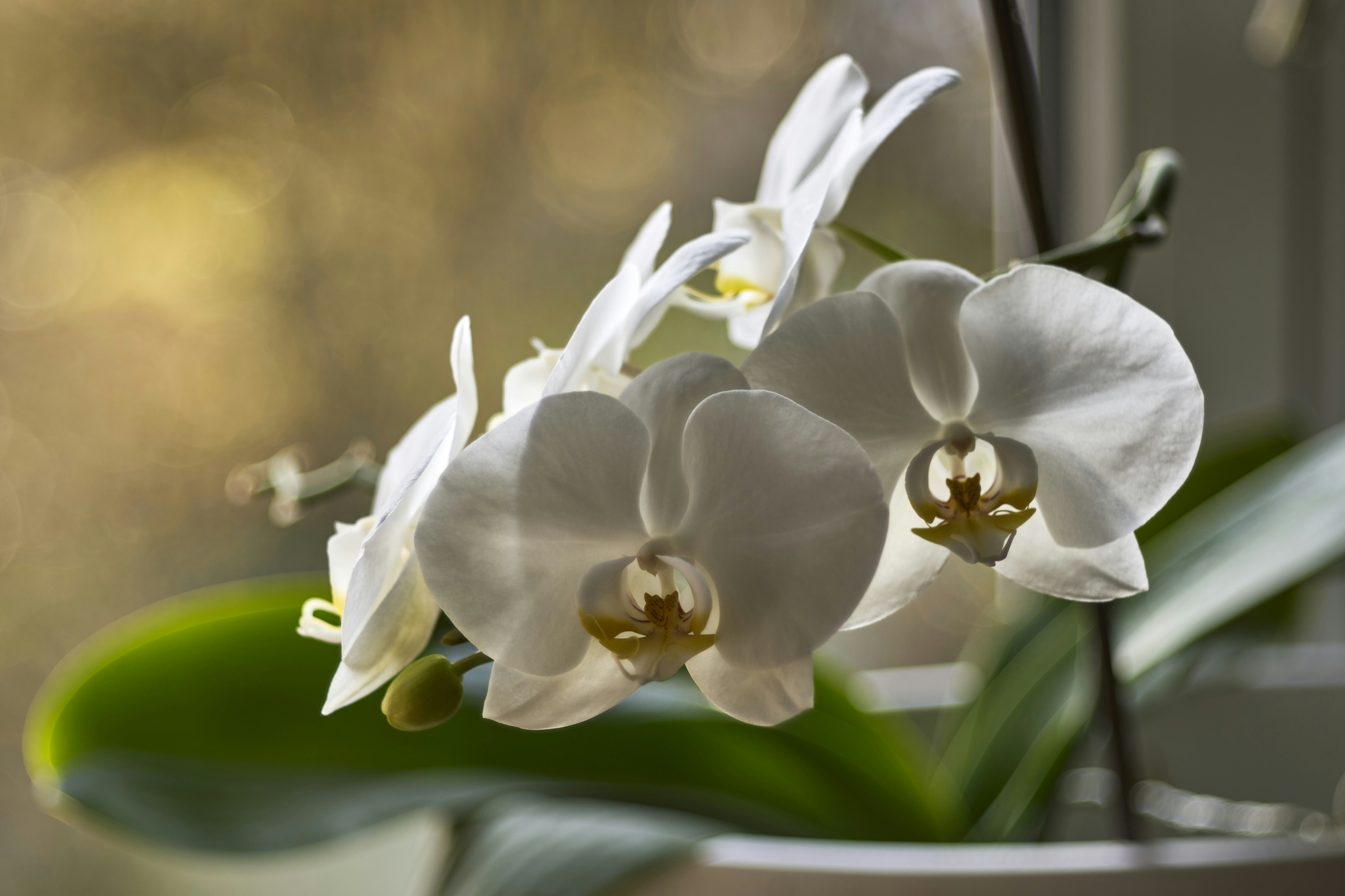 Soft white orchids bask in window light