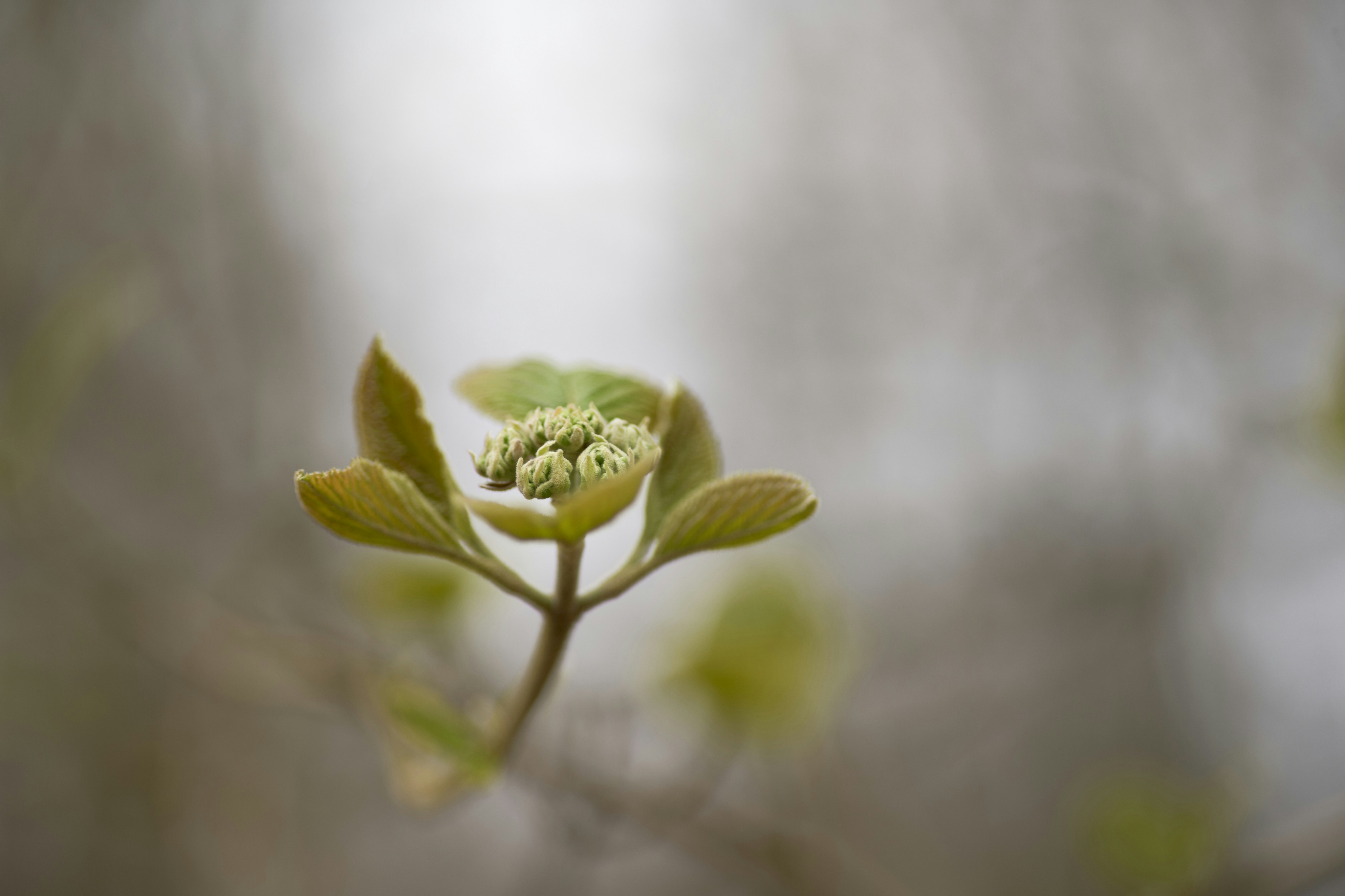Tender Sprout in Soft Focus