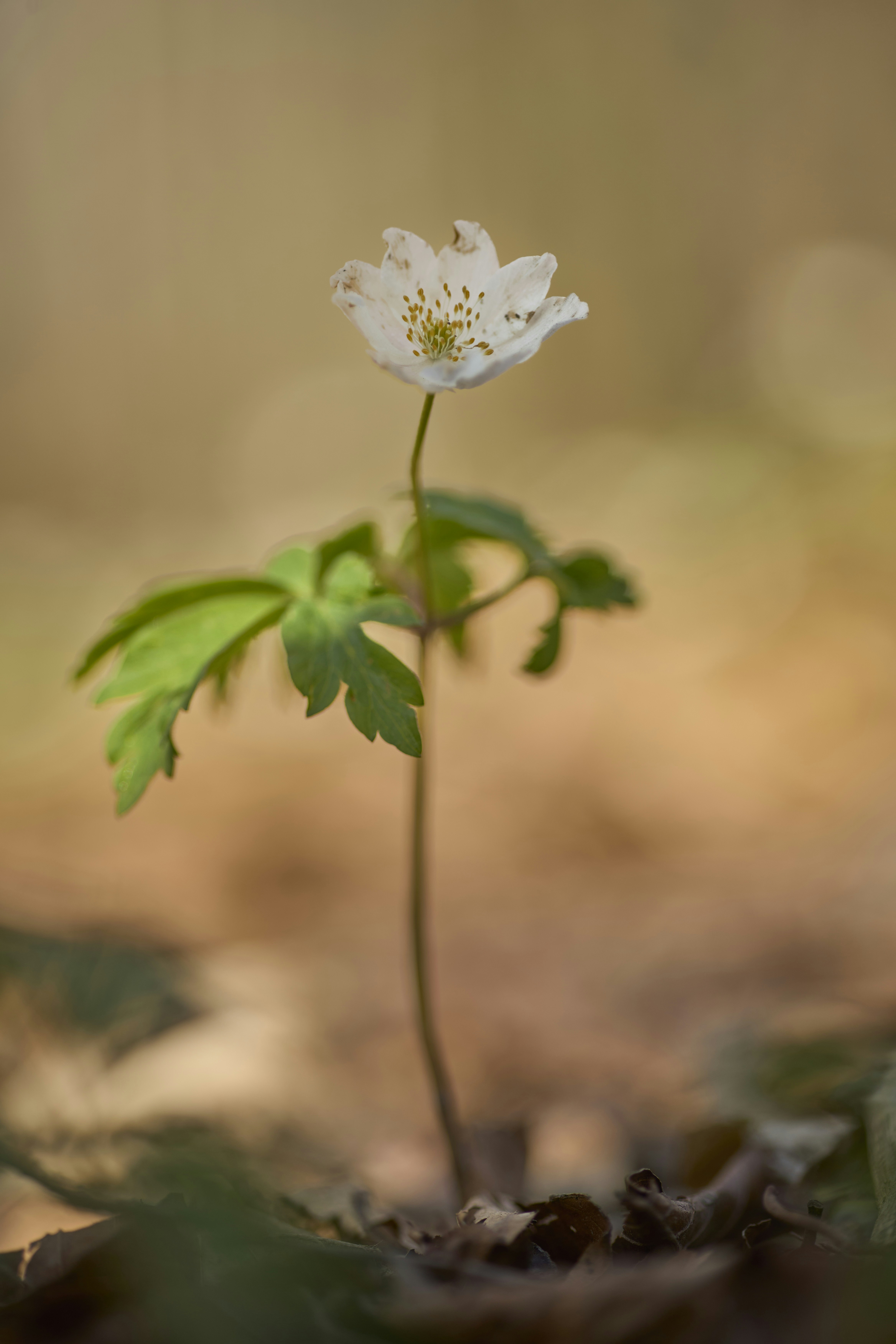 Single White Flower Reaching Skyward in Soft Autumn Light