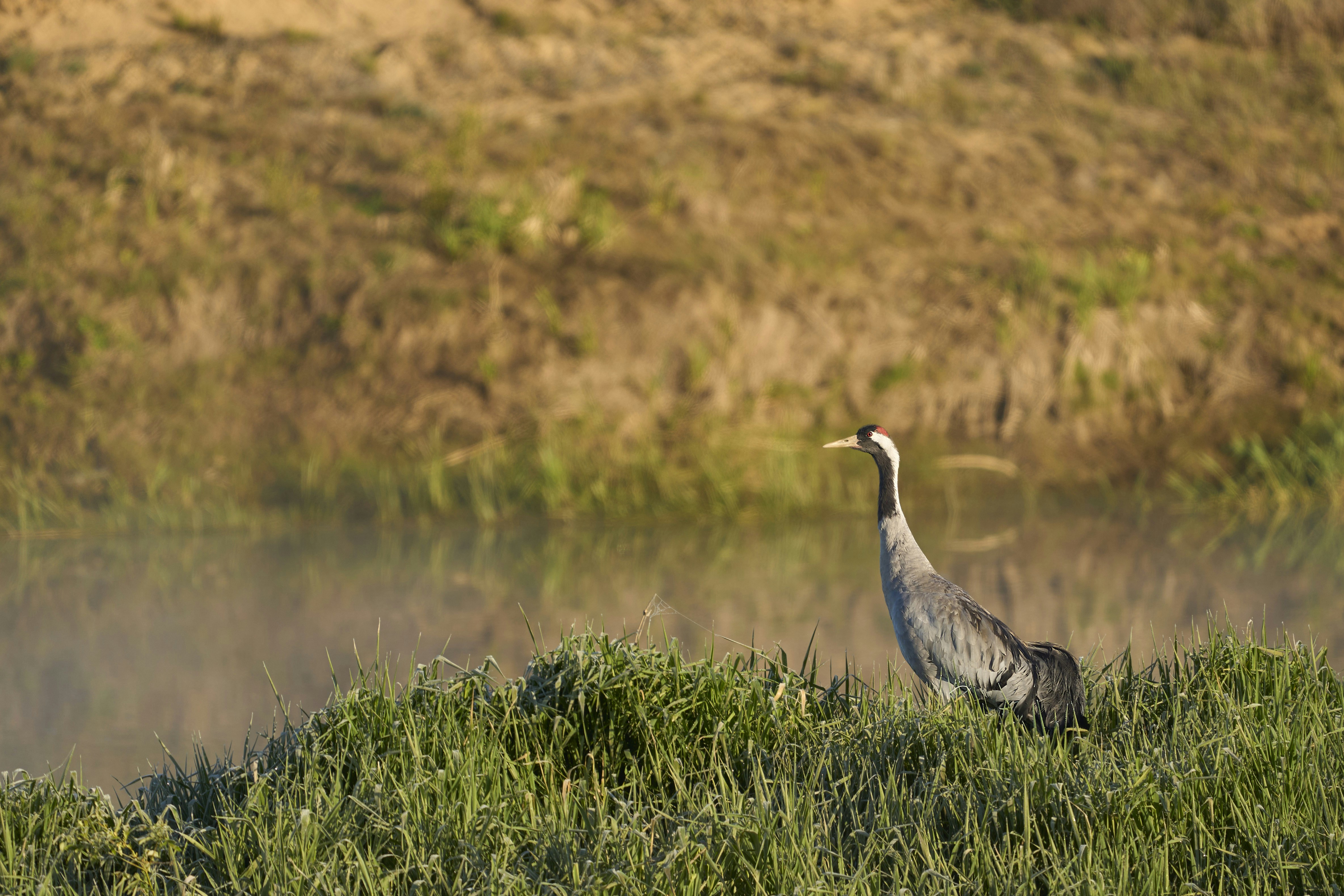 Crane at Dawn: Silent Watcher Amid Reeds