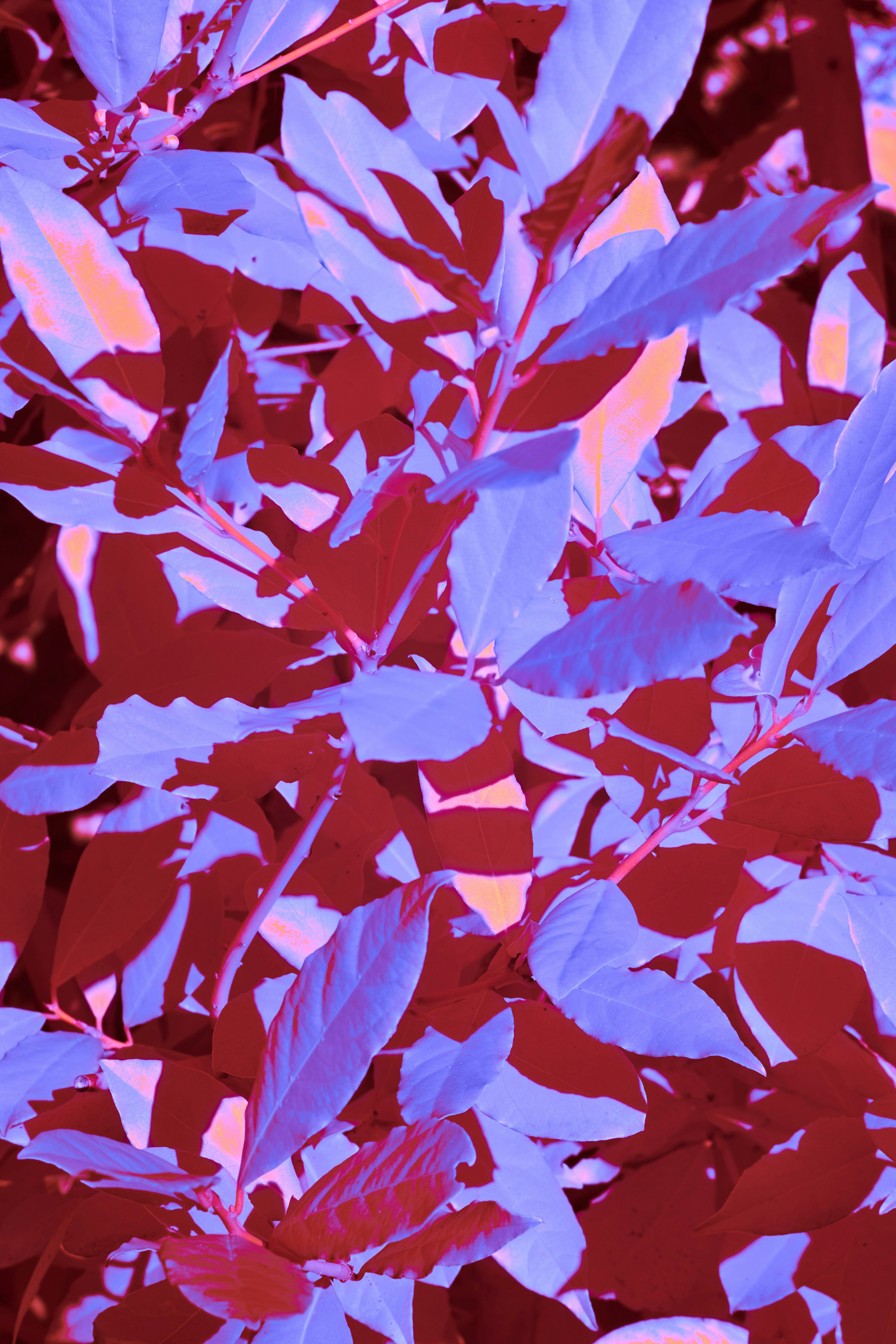 Electric Leaves: Neon Foliage in Infrared Violet