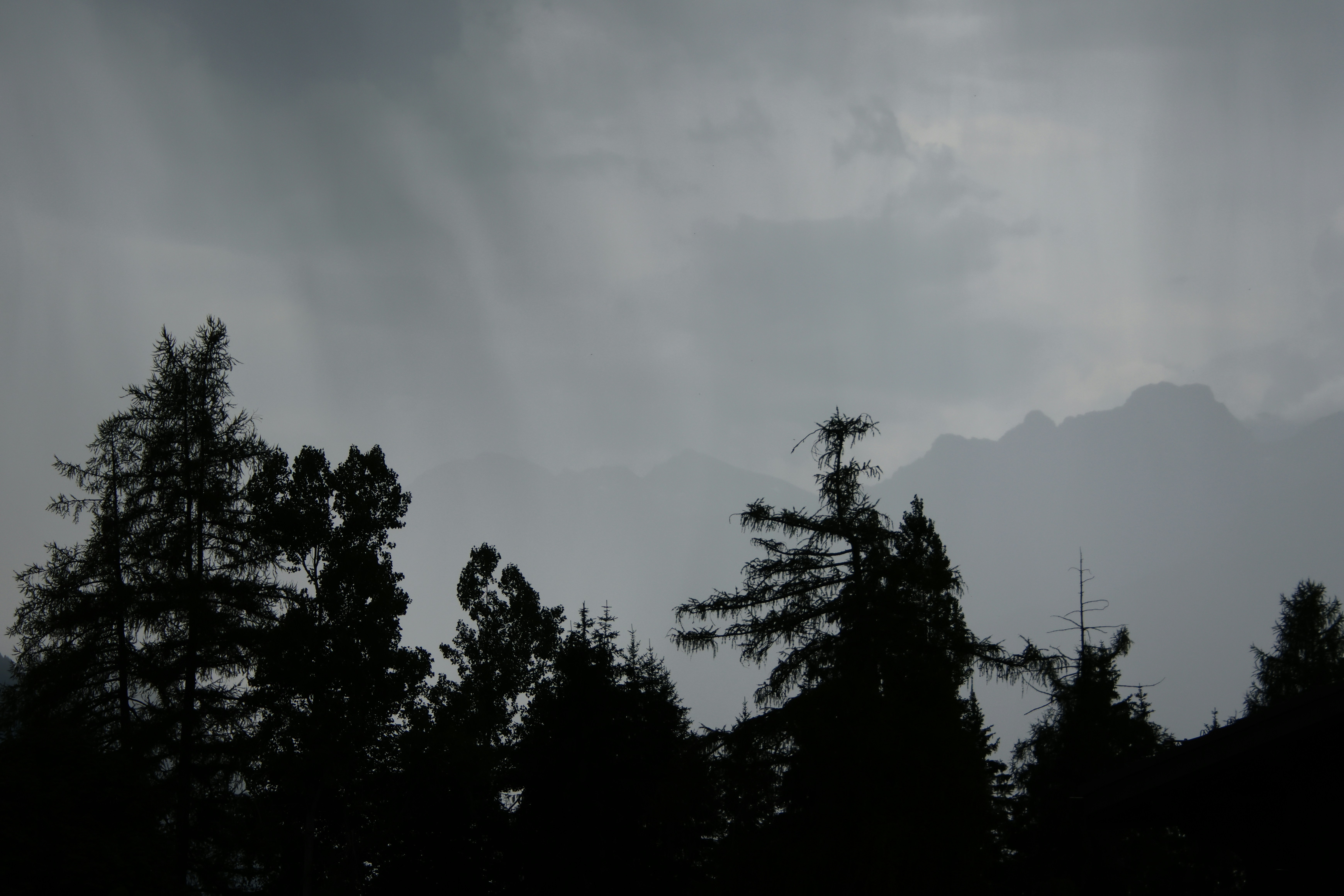 Silhouetted Pines Beneath A Moody Rain-Soaked Sky