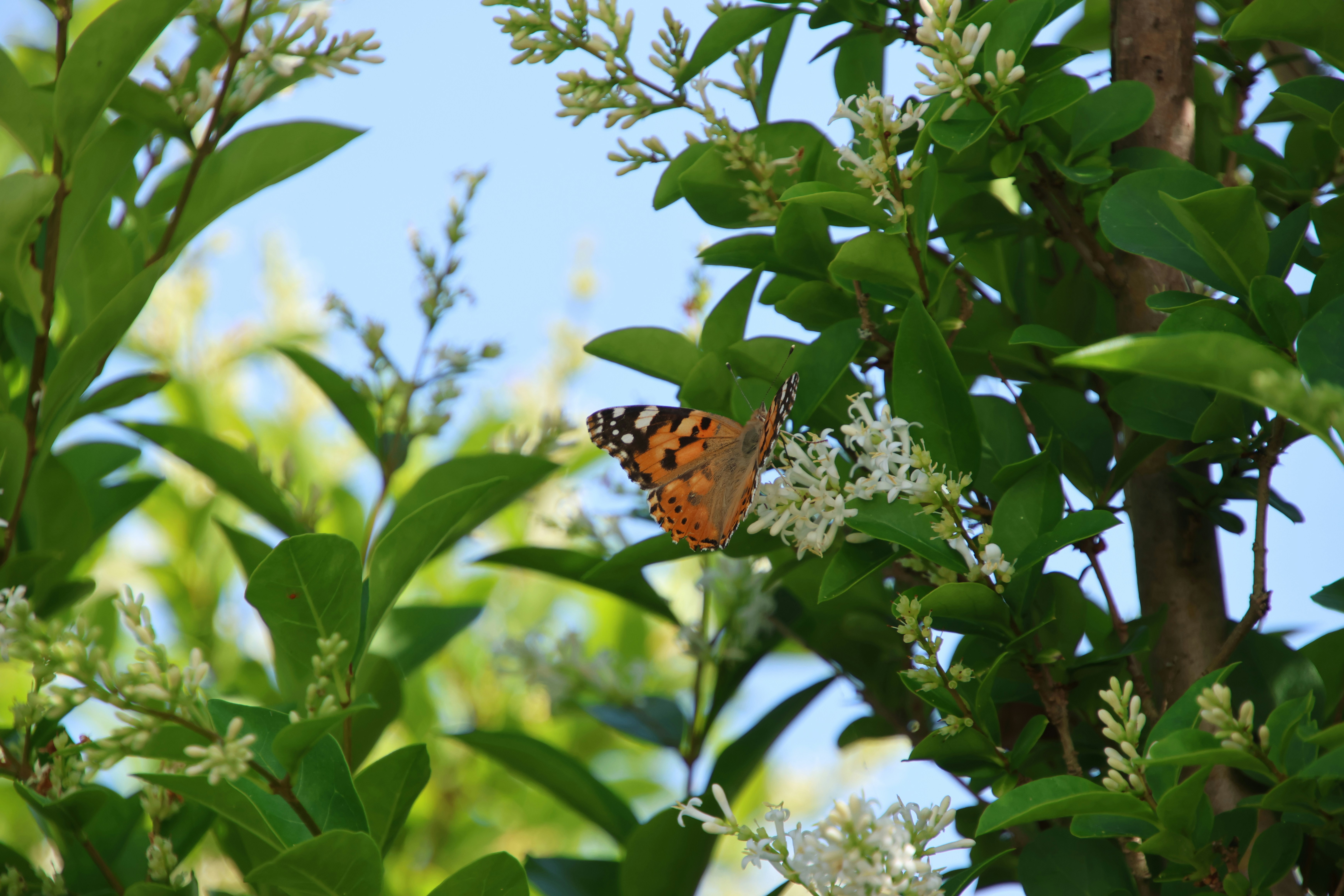 Butterfly on white blossoms: a fleeting flutter among green leaves