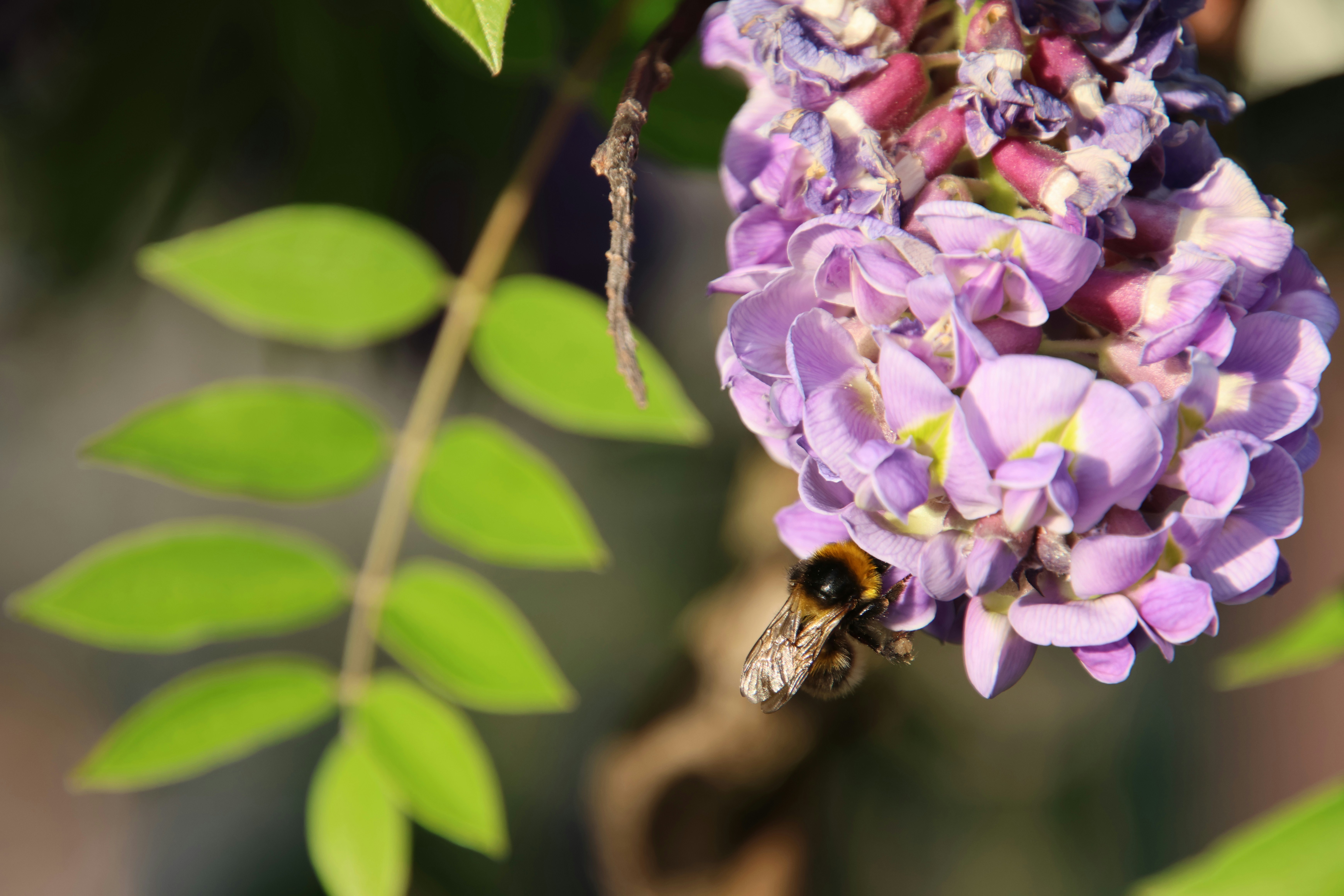 Buzz at the Bloom: Bee on Lavender-Purple Cluster