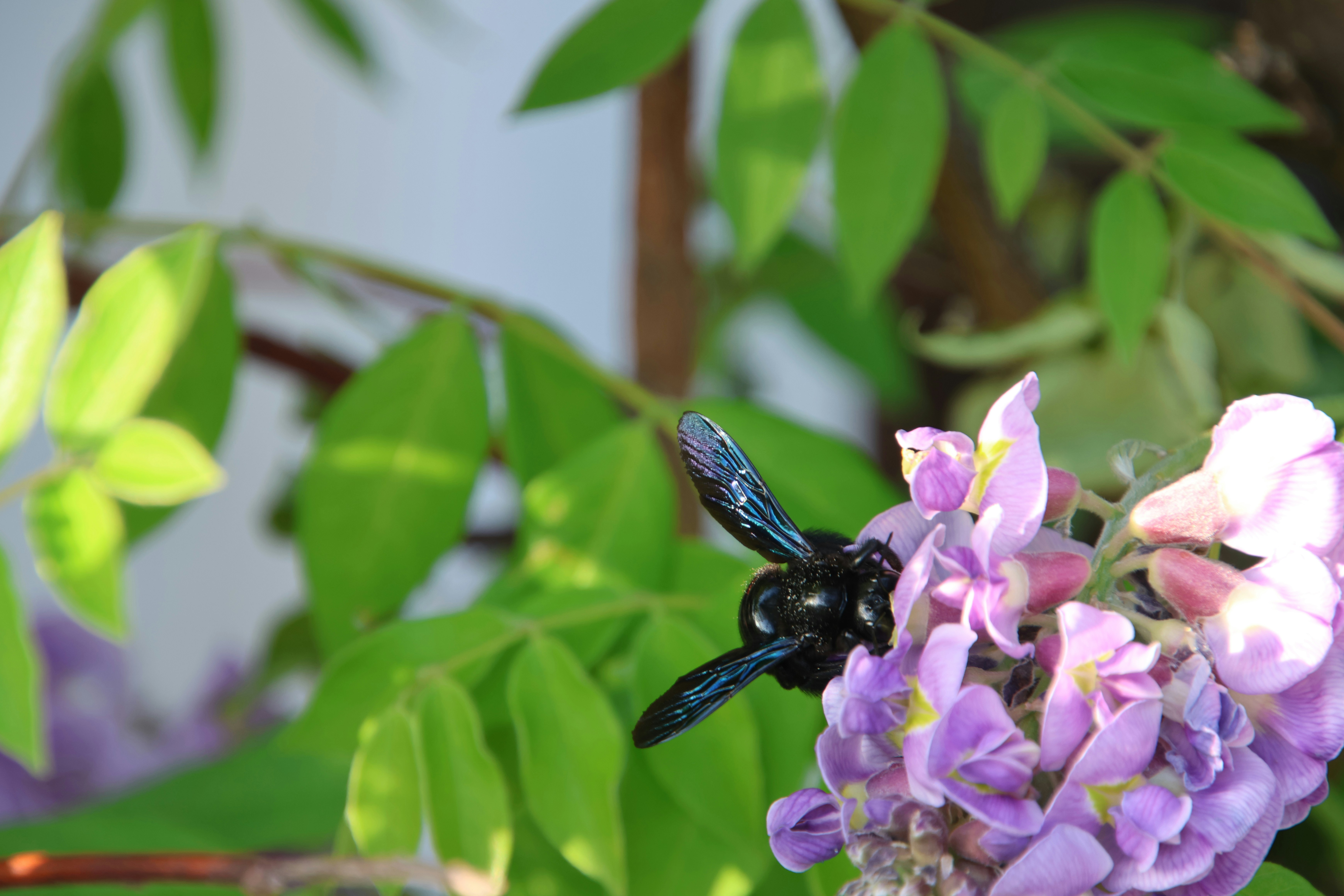 Close-up of a dark bee perched on lavender blooms with green foliage in the background.