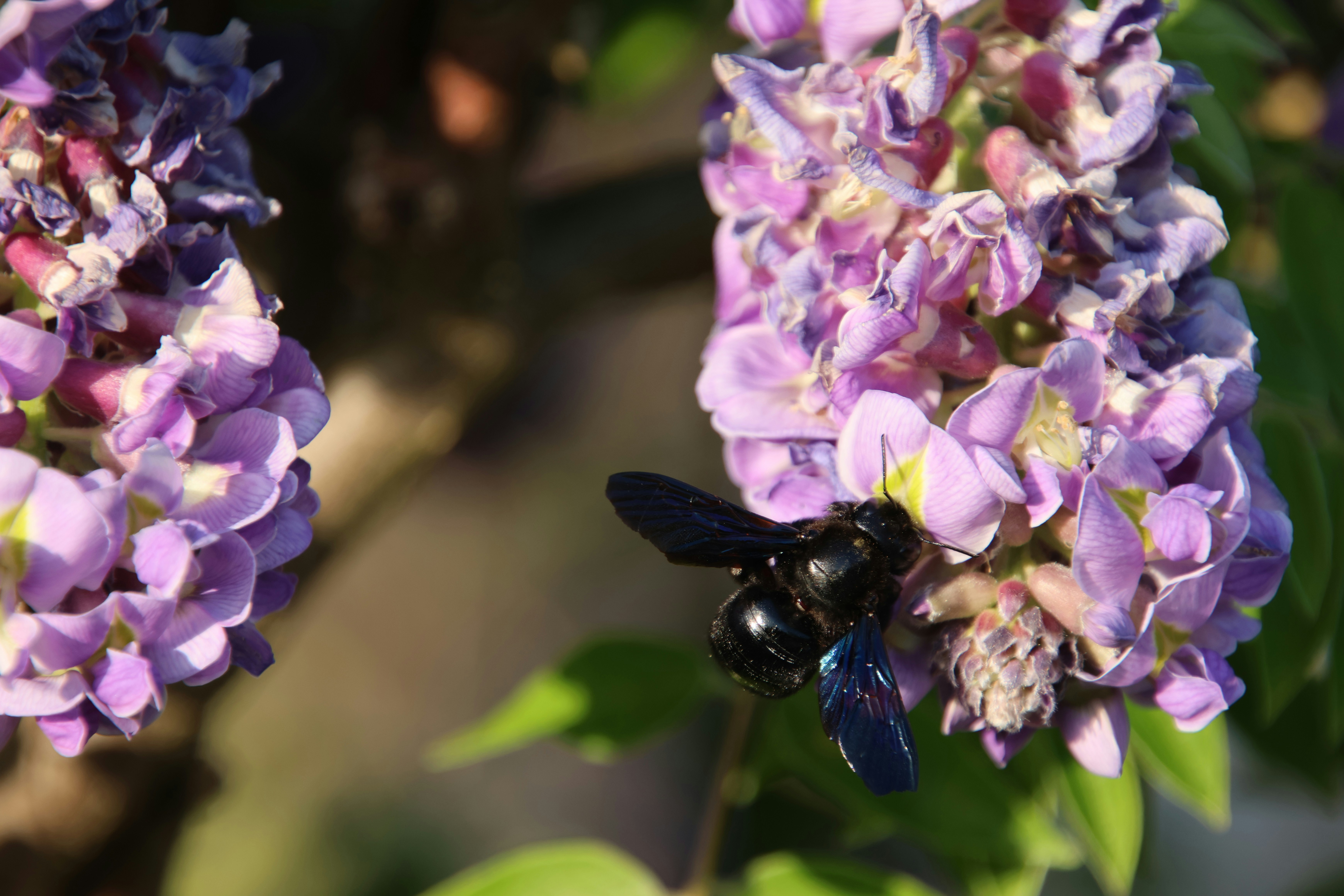 Black Bee in Violet Bloom: Close-up Moment