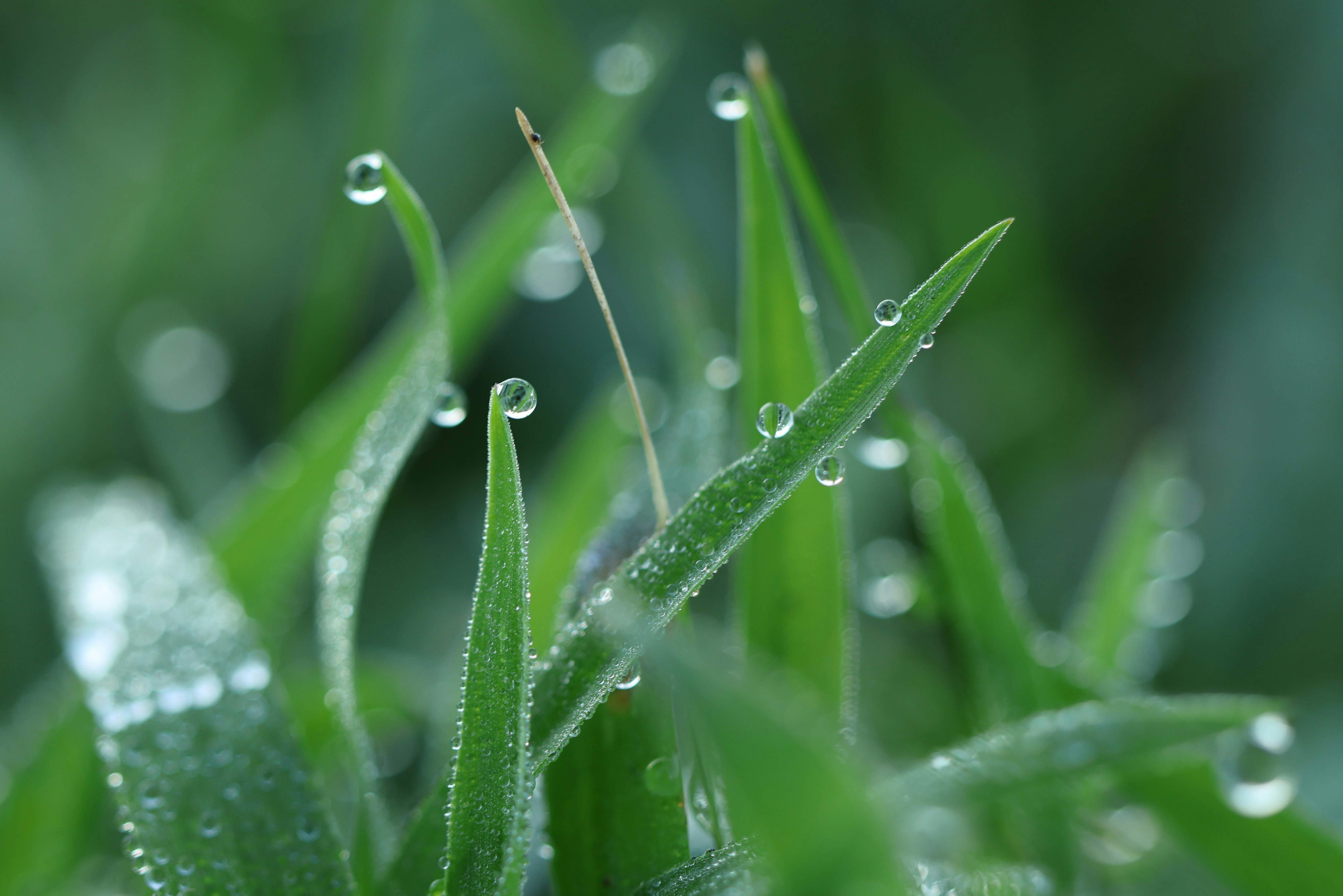 Dew-kissed blades: a macro moment of silent detail