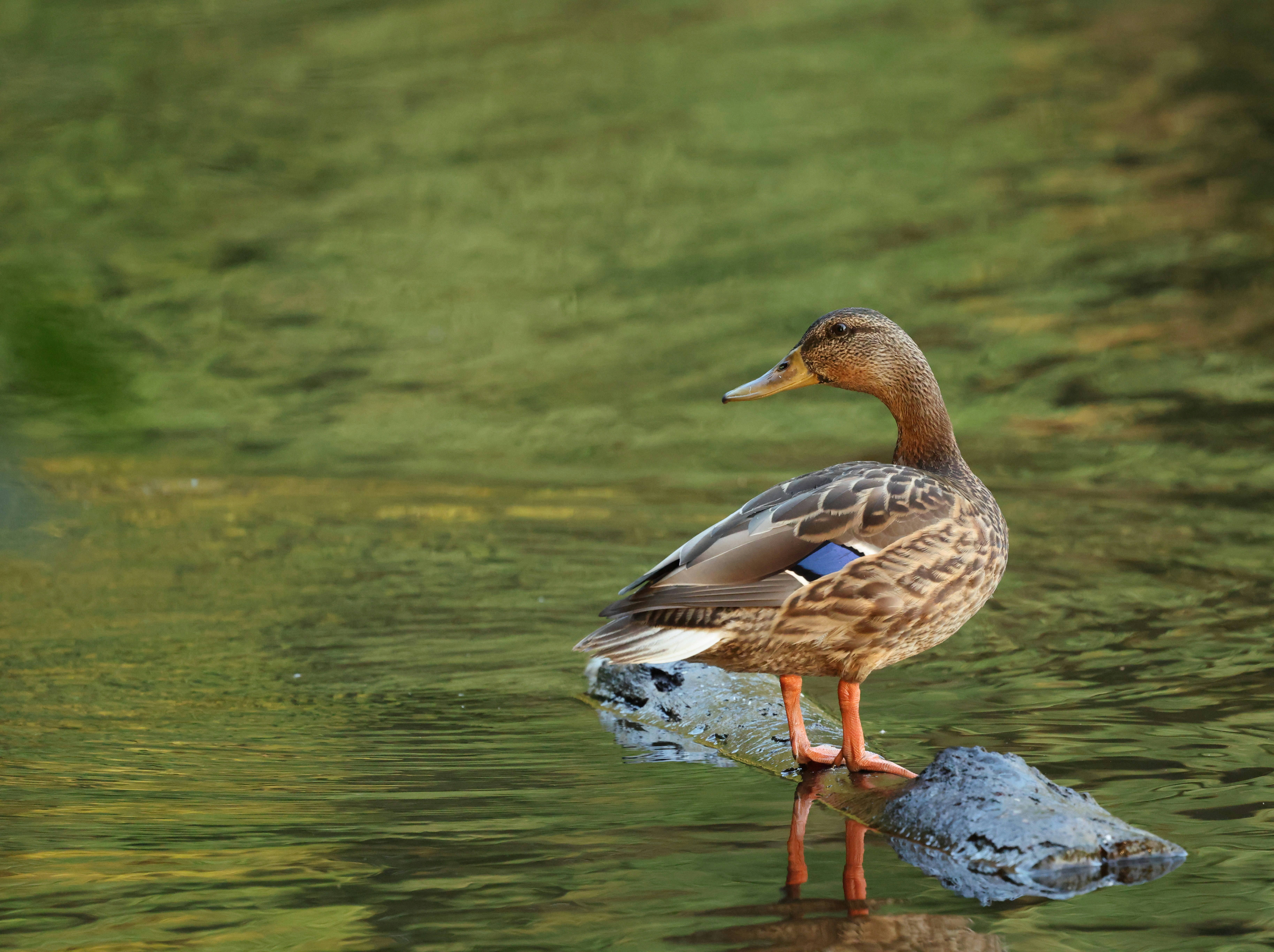 Mallard perched on a sunlit rock in calm water, with ripples and green reflections shaping the scene.