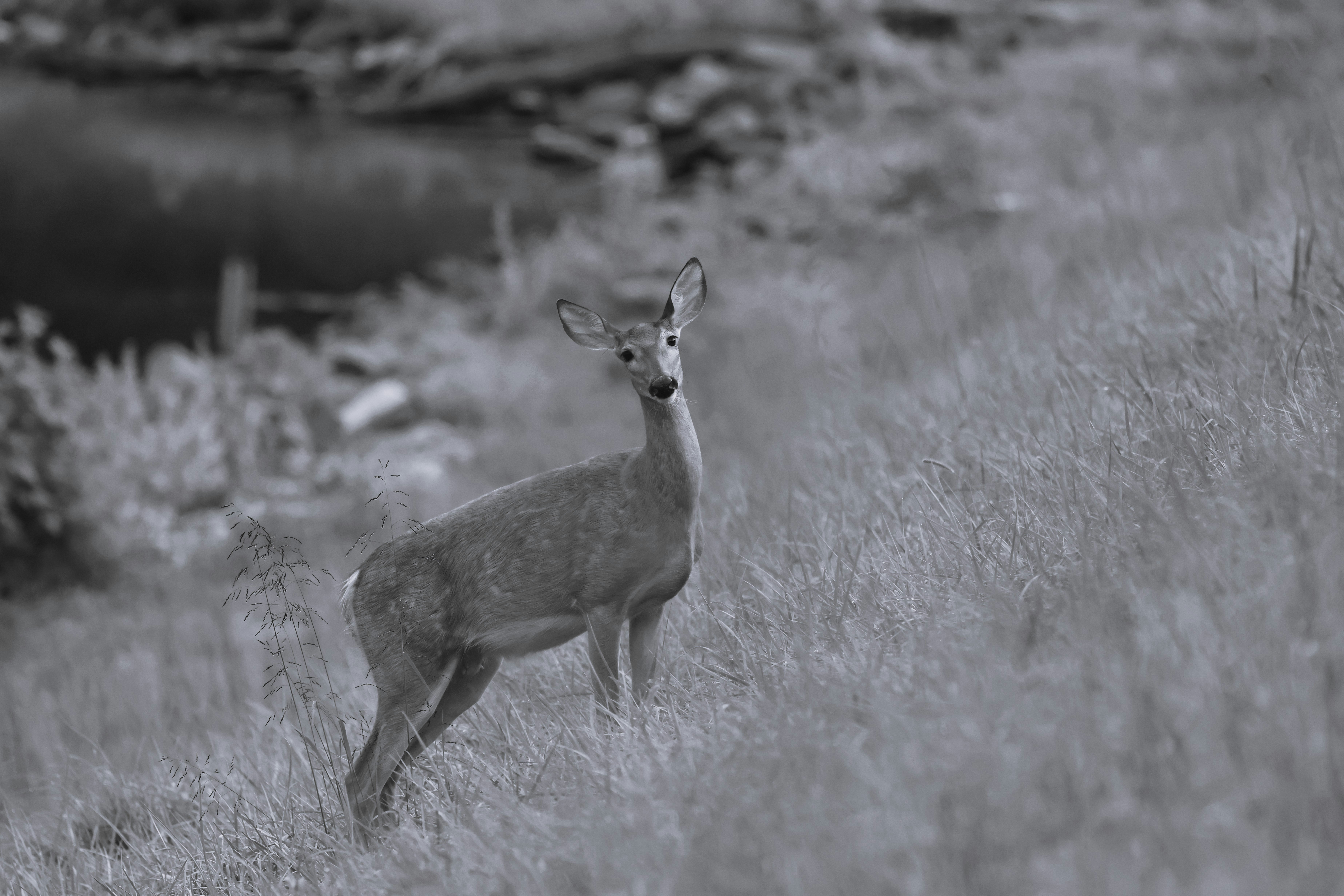 Quiet Stature: Doe in Grassy Backlit Meadow