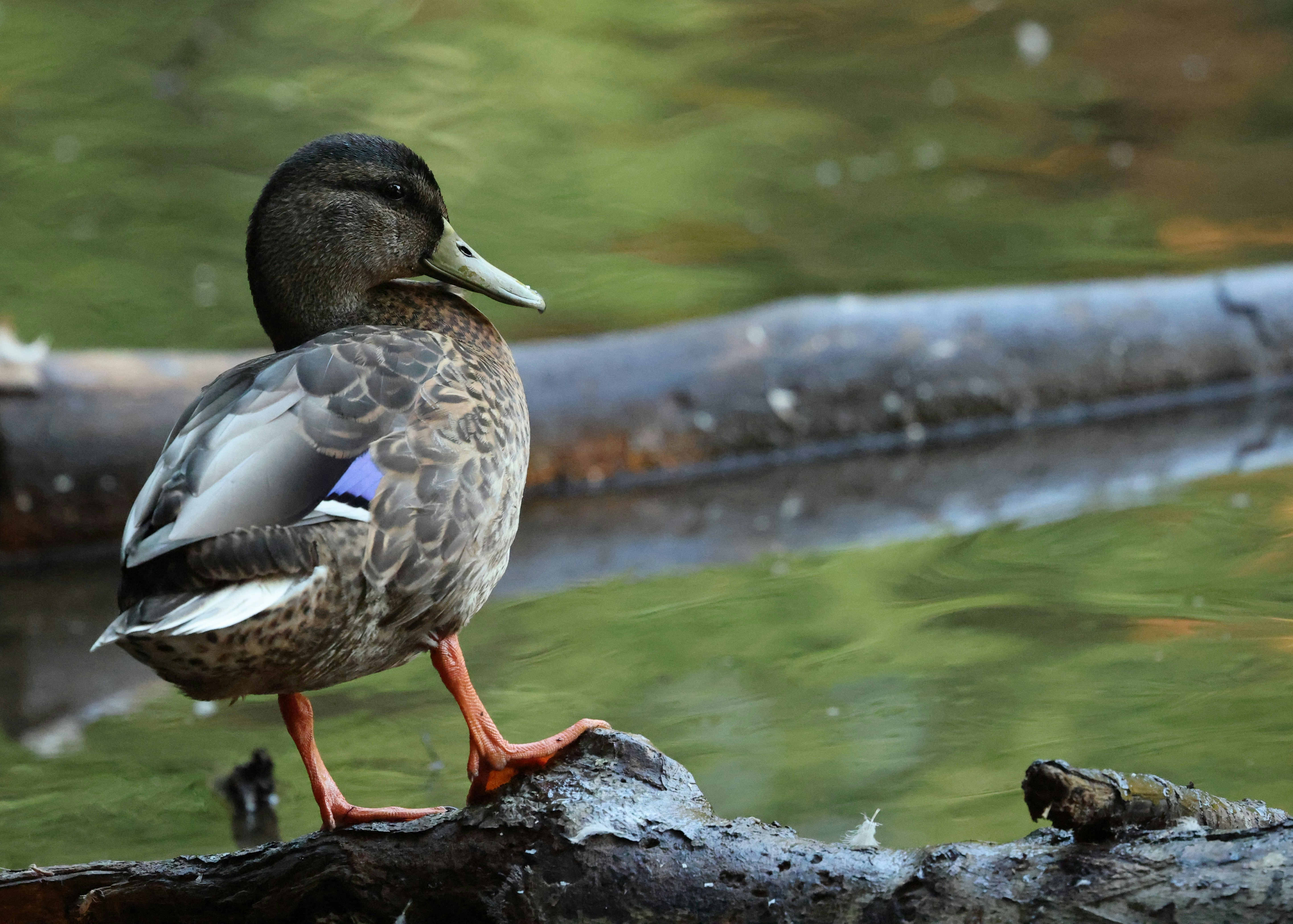 Dappled Duck on a Mossy Log by Quiet Water
