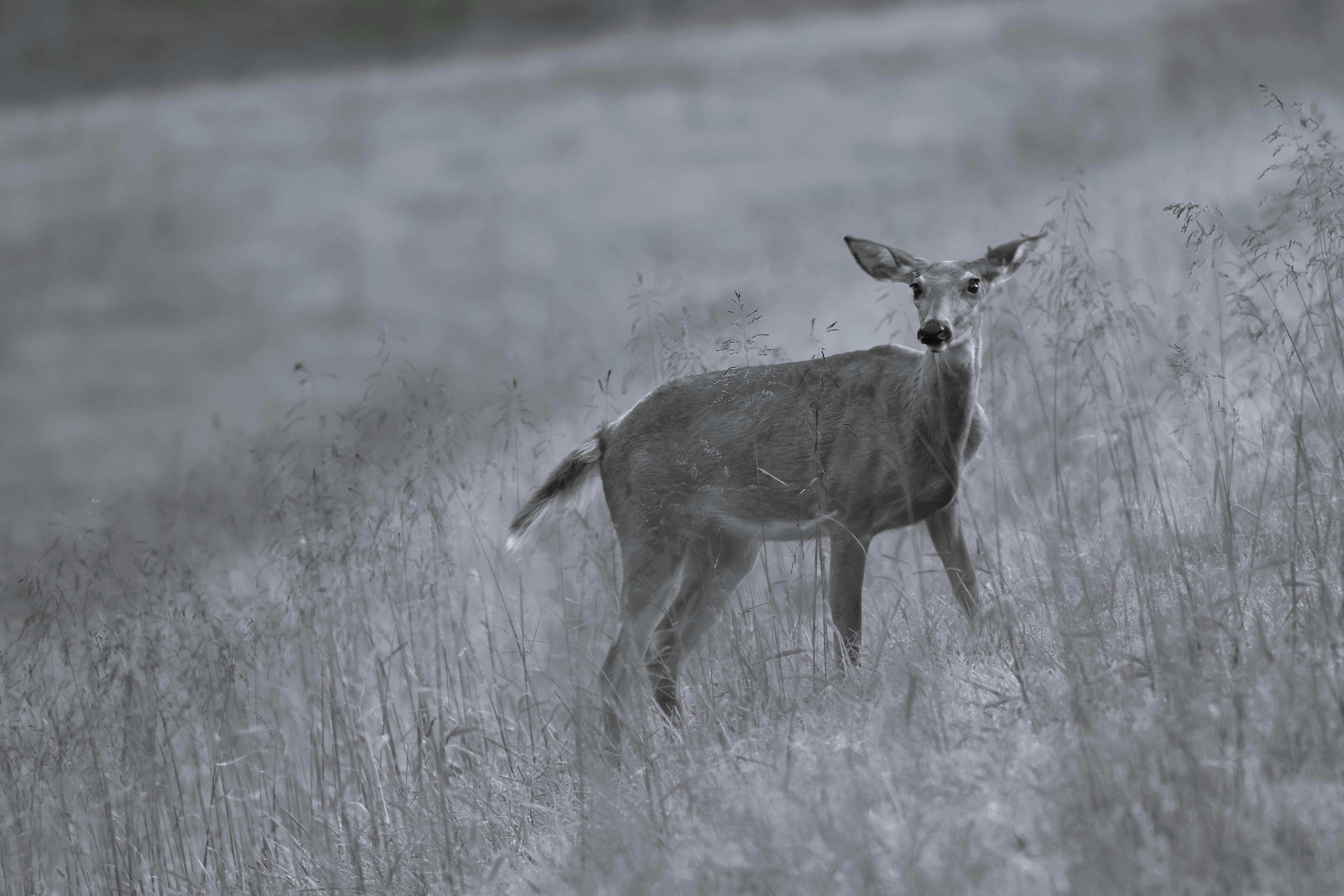 Fawn in Mist: a lone deer amid tall grasses