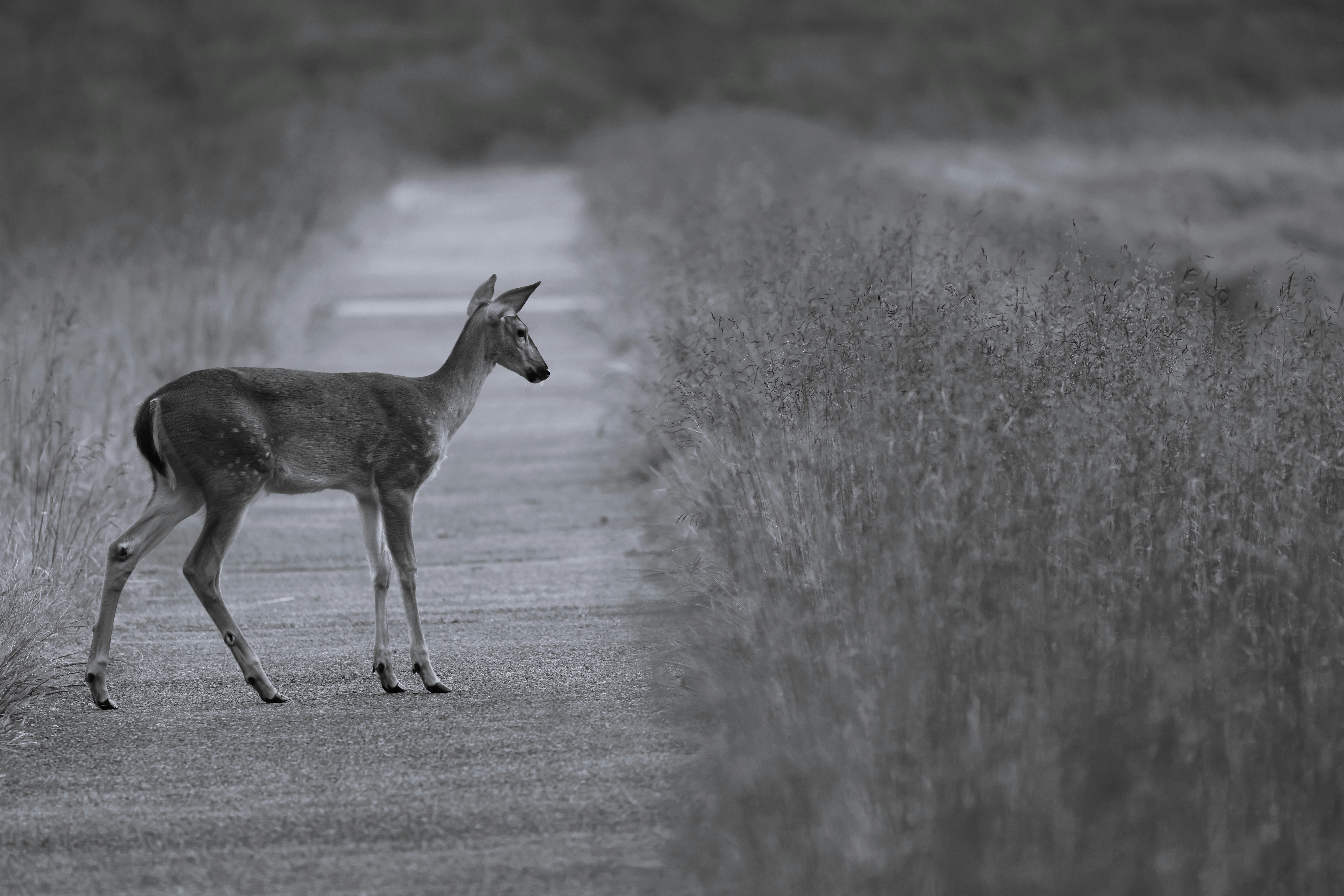 Lonely deer at the road's edge in muted prairie light