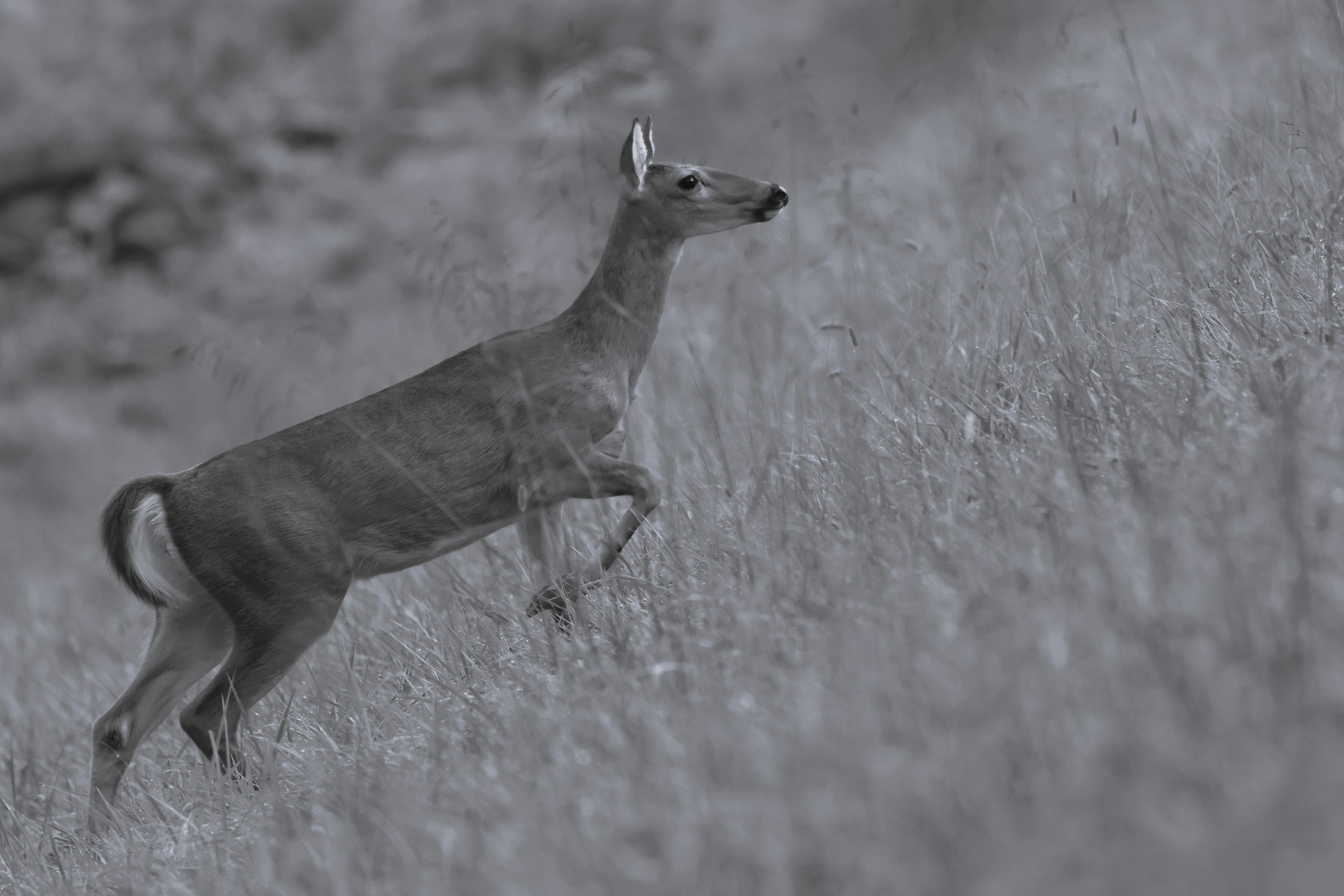 Springing Doe in a Velvet Field