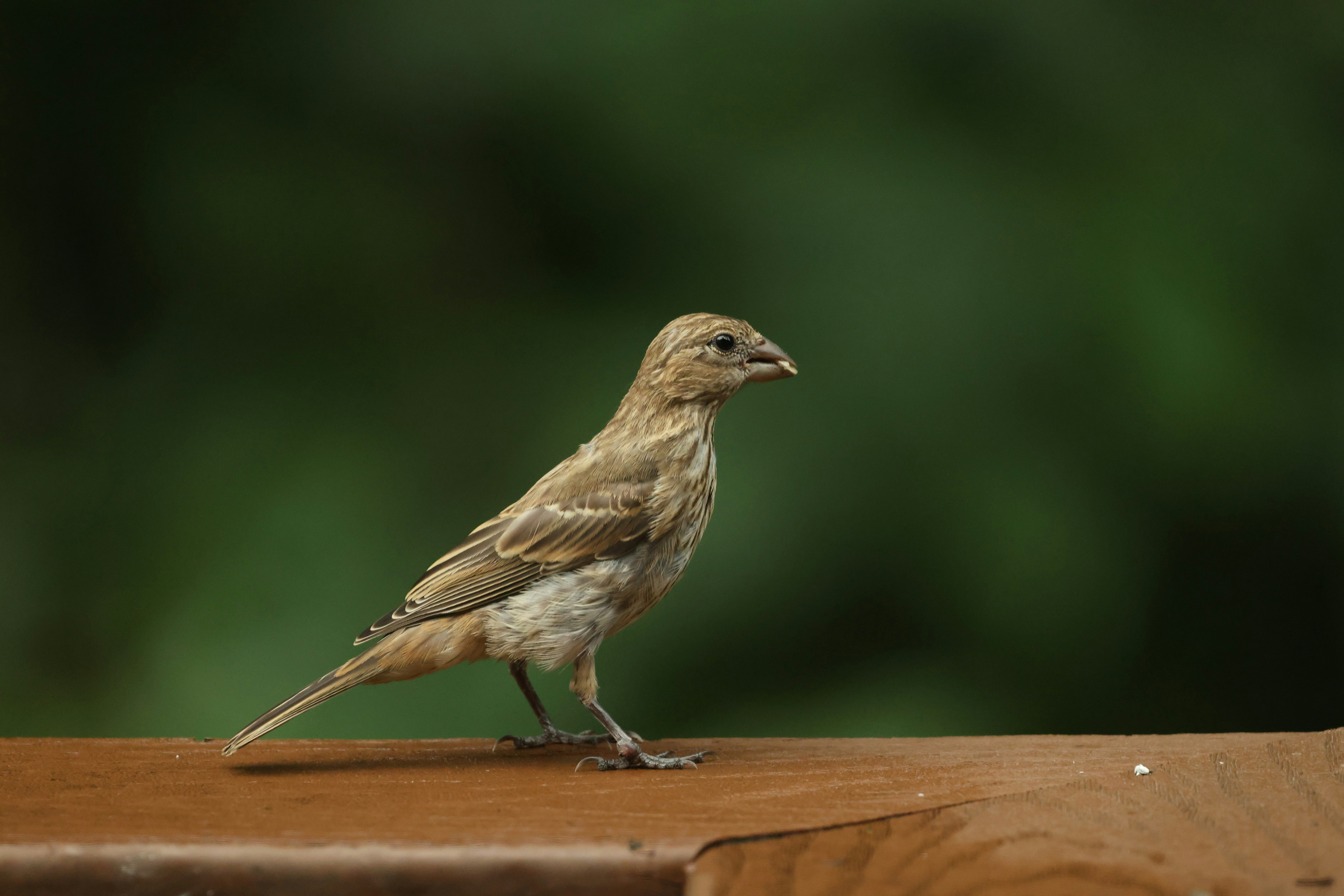 Grounded Song: A Prairie Finch Perched on a Wooden Rail