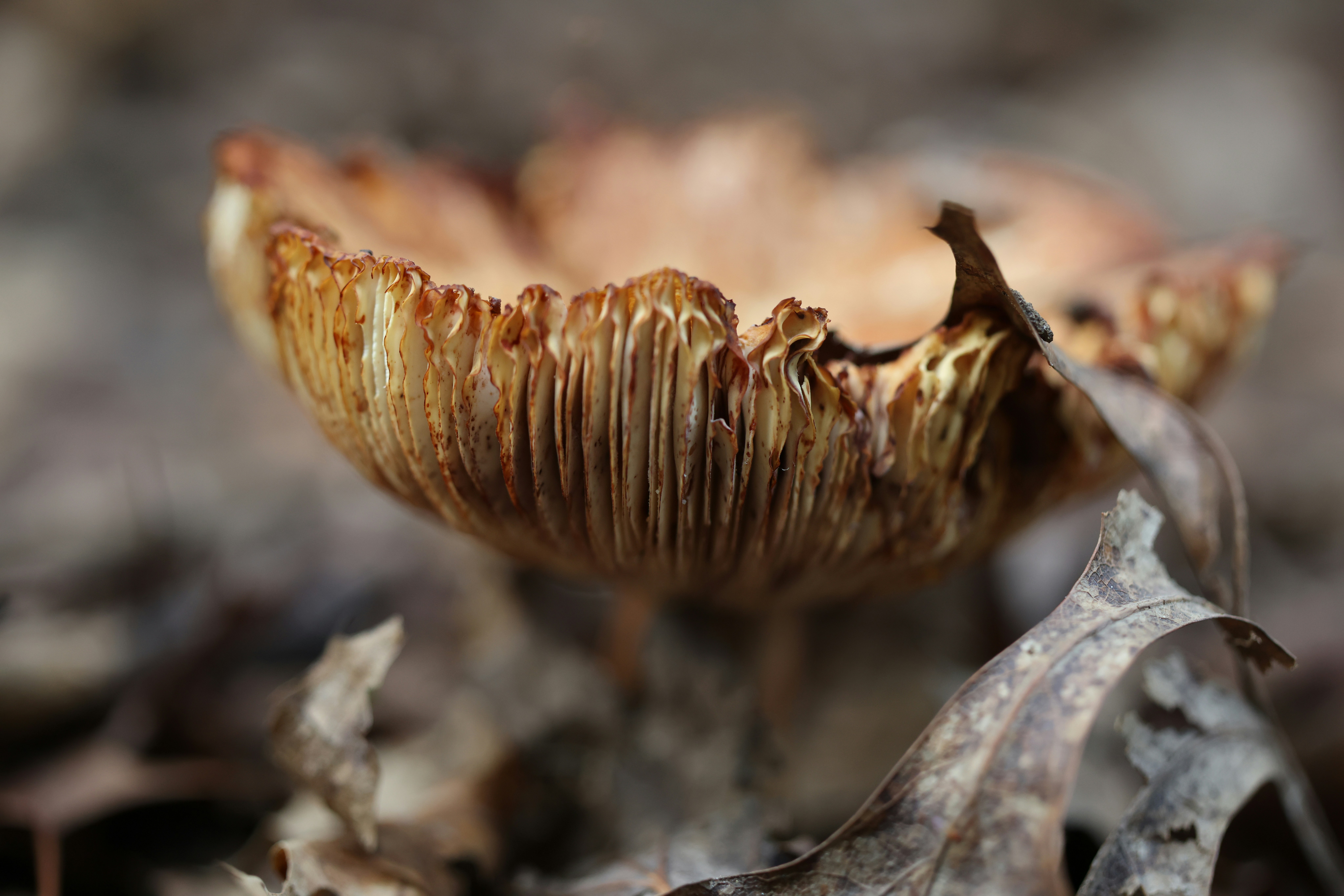 Fungus Crown: A Portrait of a Fallen Cap in Autumn Light