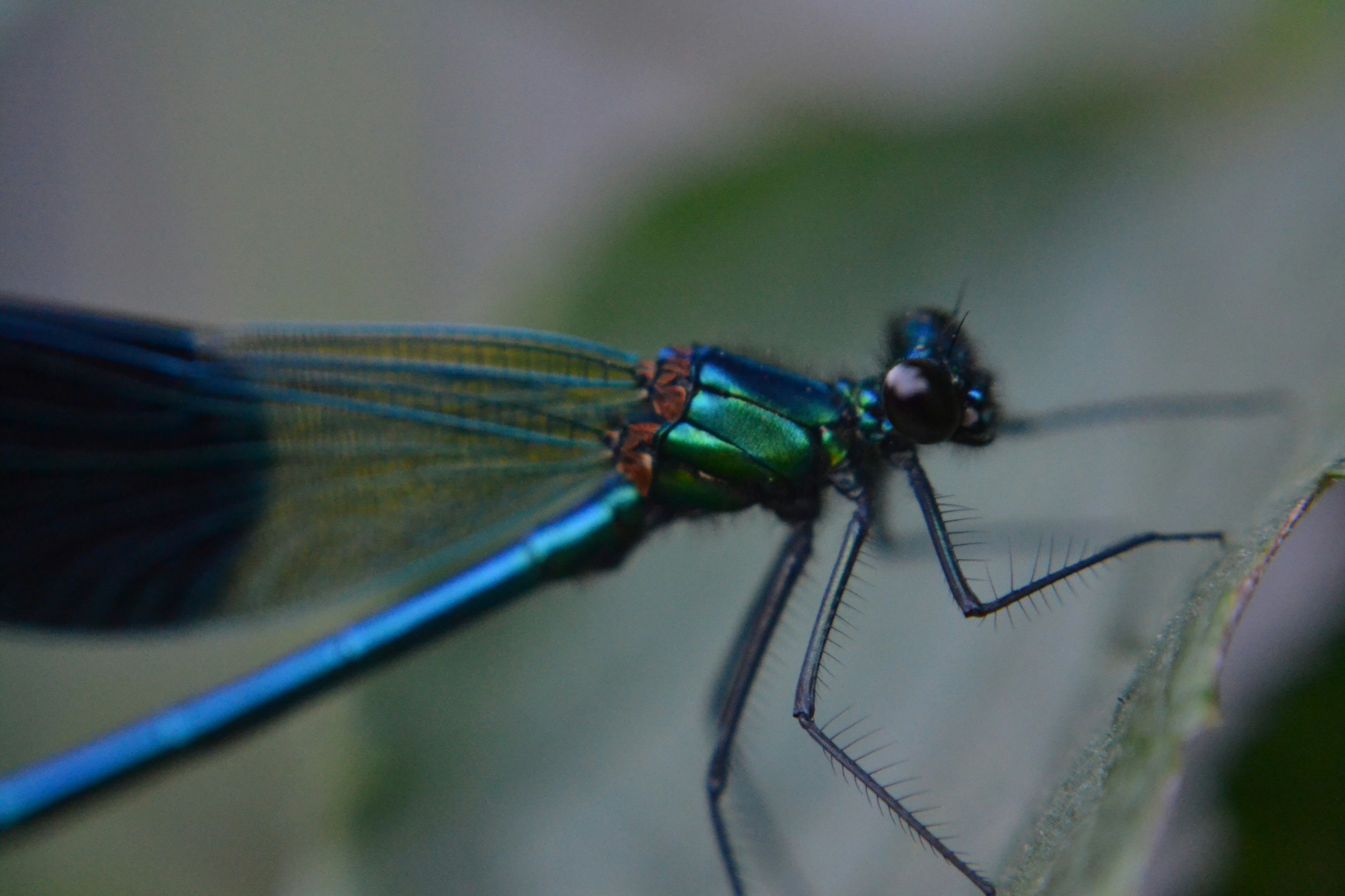Emerald-Blue Dragonfly: Close-Up on a Metallic Scarab Carapace