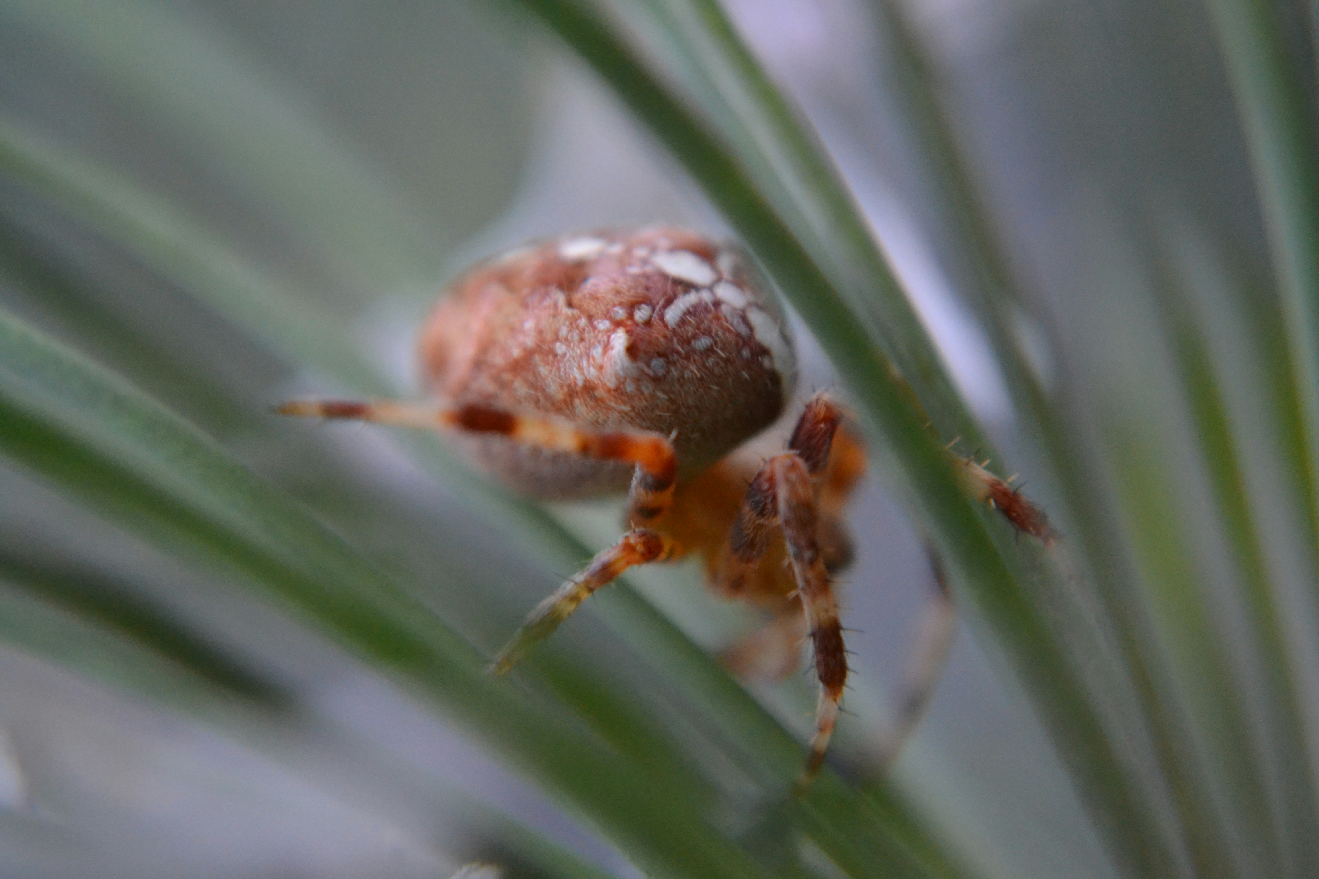 Macro close-up of a small orange-brown spider among blurred plant leaves, emphasizing its textured body. This is a macro capture, highlighting the creature against a soft, muted background.
