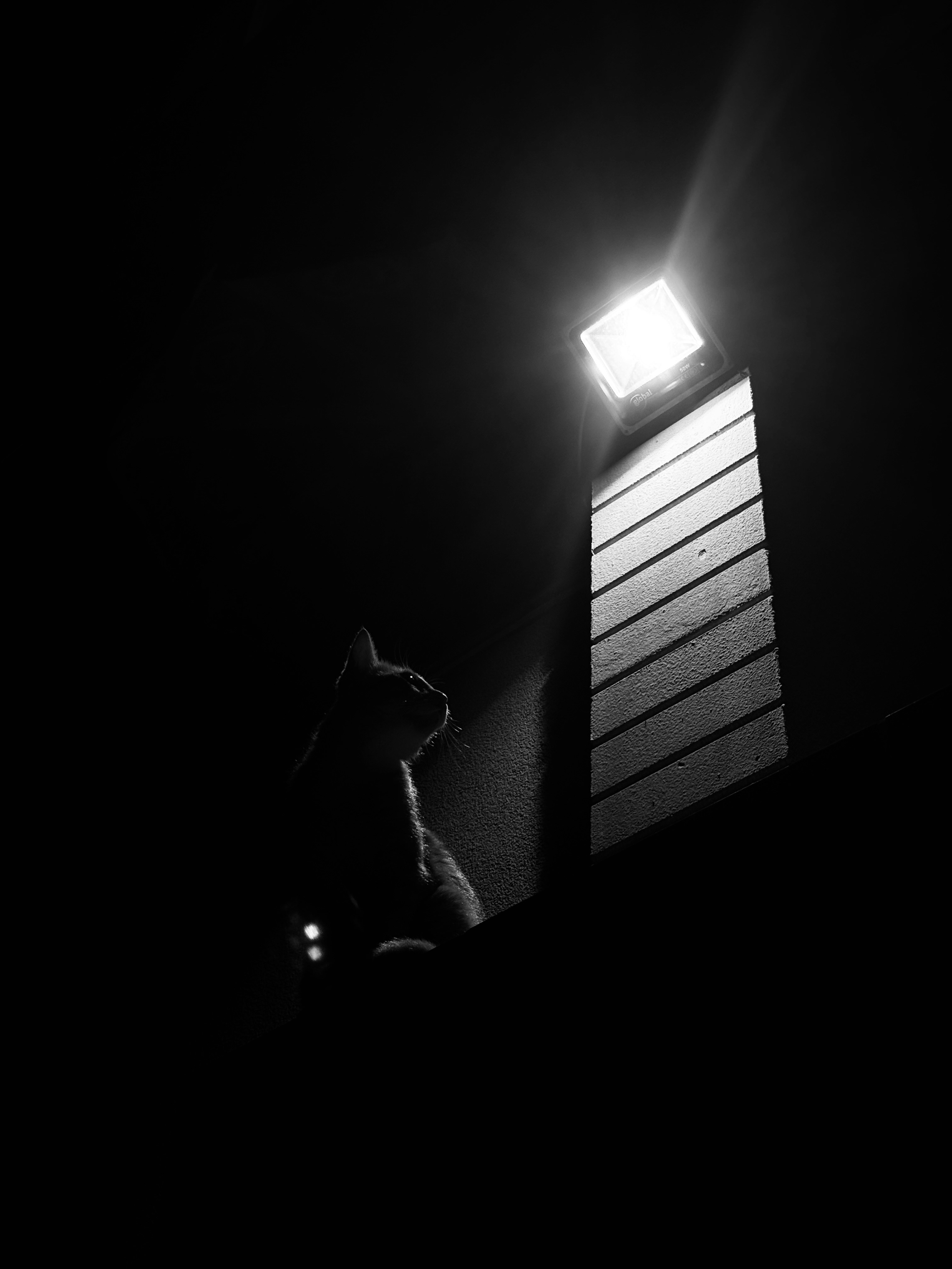 A dark night scene features a single illuminated lantern atop a textured wall, with a cat silhouette watching from the shadows. The composition emphasizes contrast and minimalism, conveying quiet intrigue.