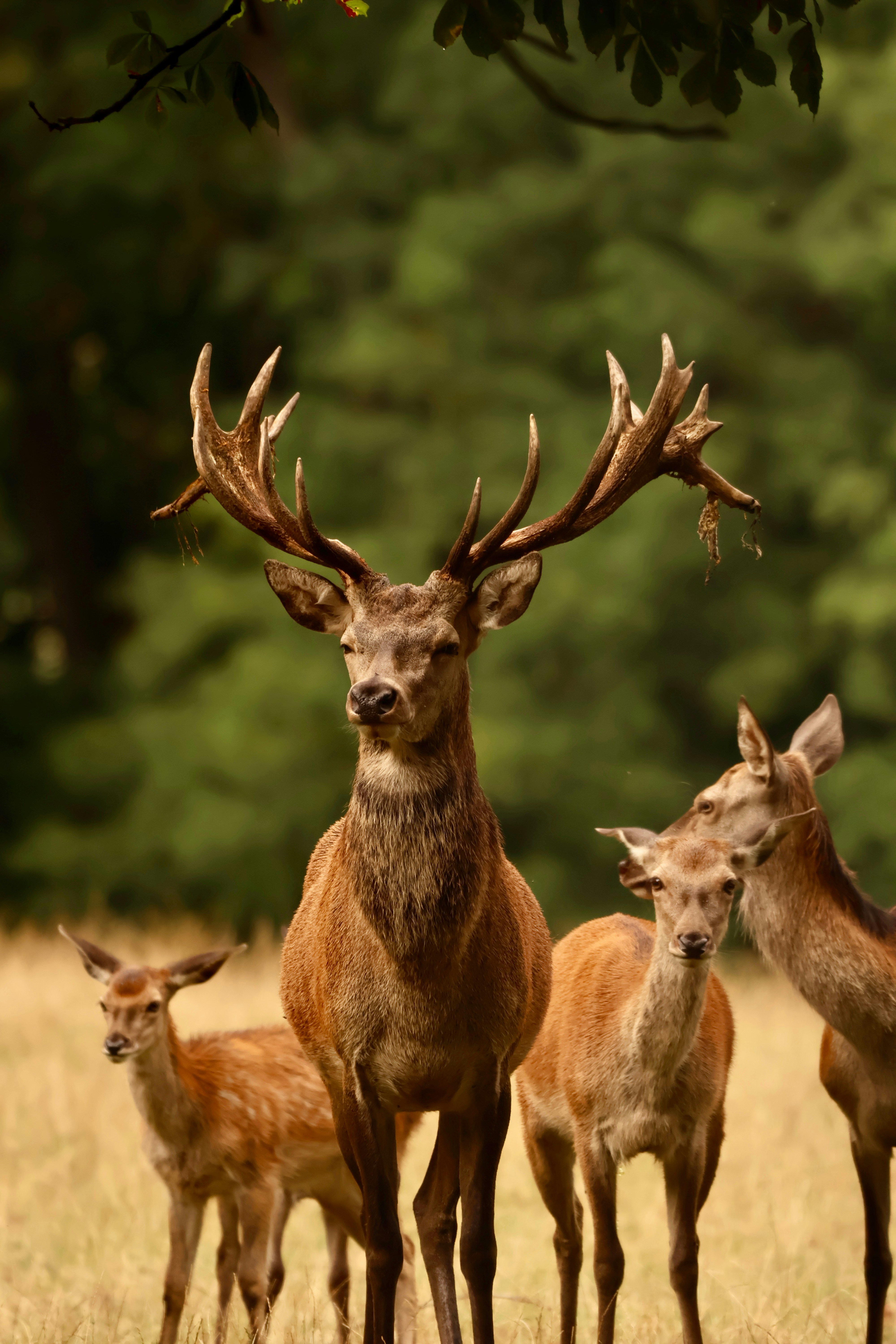Majestic Stag with Doe Chorus Under Dappled Light