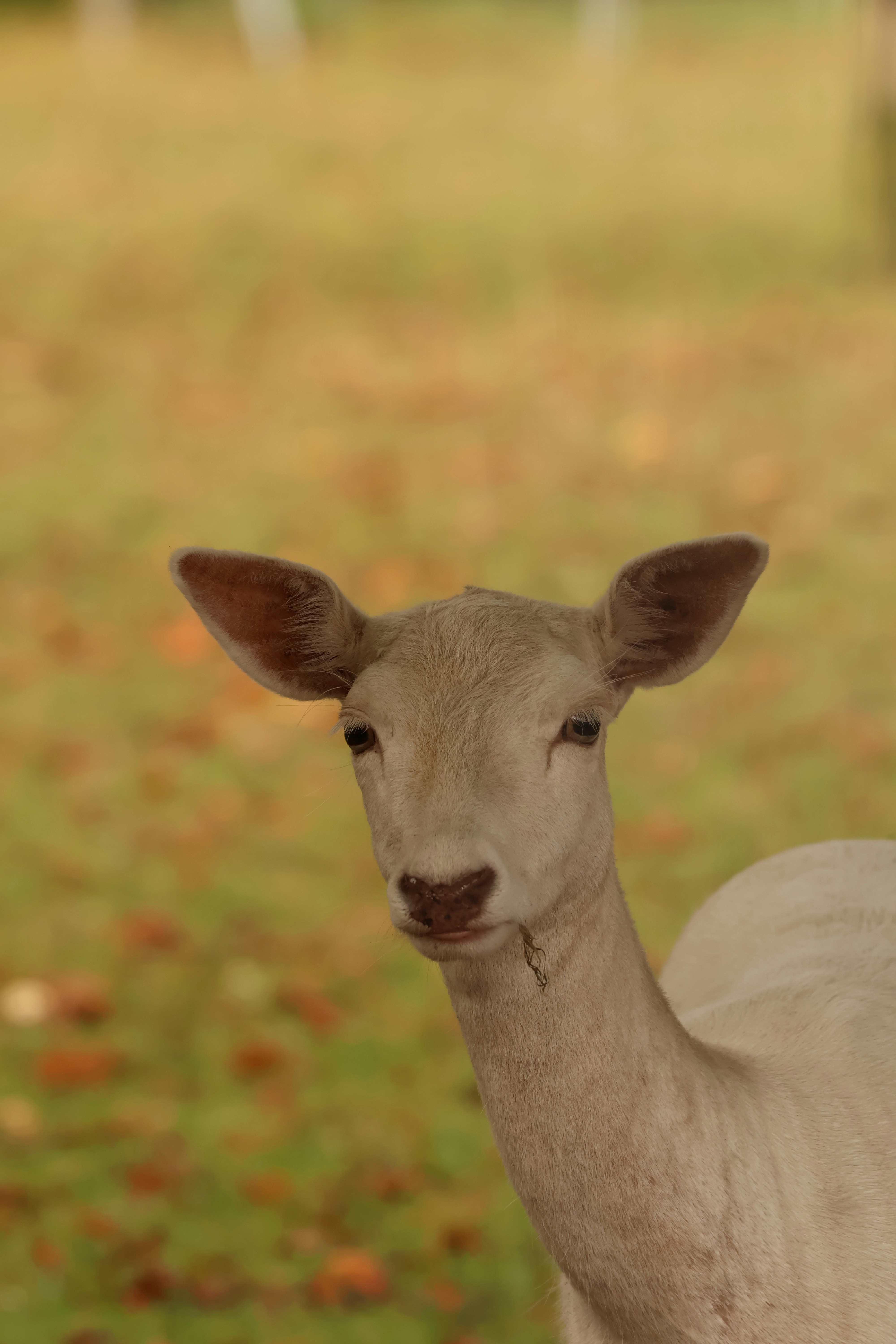 Pasture Portrait: Curious Sheep in Soft Autumn Light
