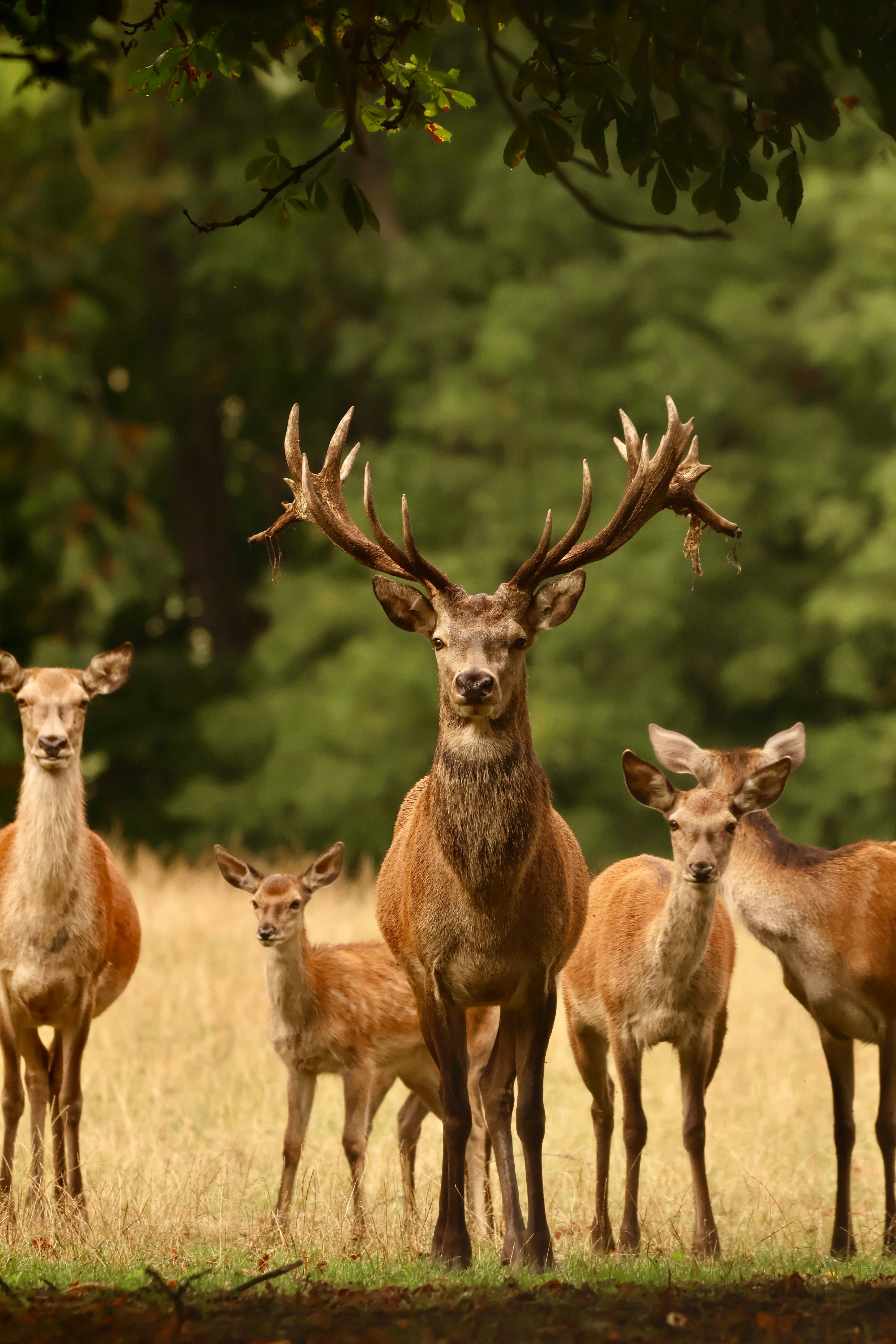 Group of deer standing in a sunlit meadow with a strong-centered stag featuring impressive antlers; appears to be a natural wildlife scene, possibly captured in a park or forest clearing.