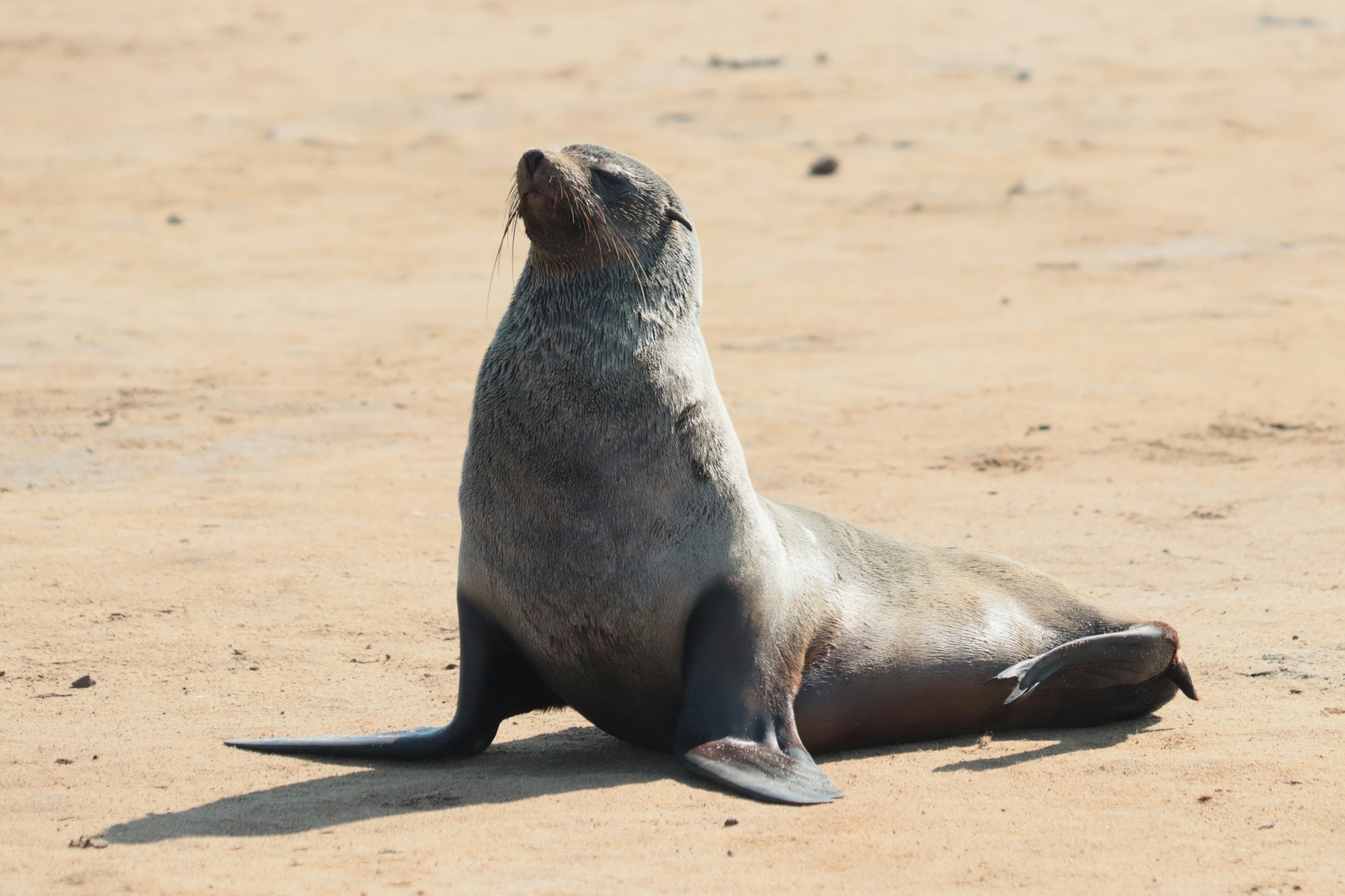 Seaside Sentinel: A Sea Lion Reposing on Sunlit Sand