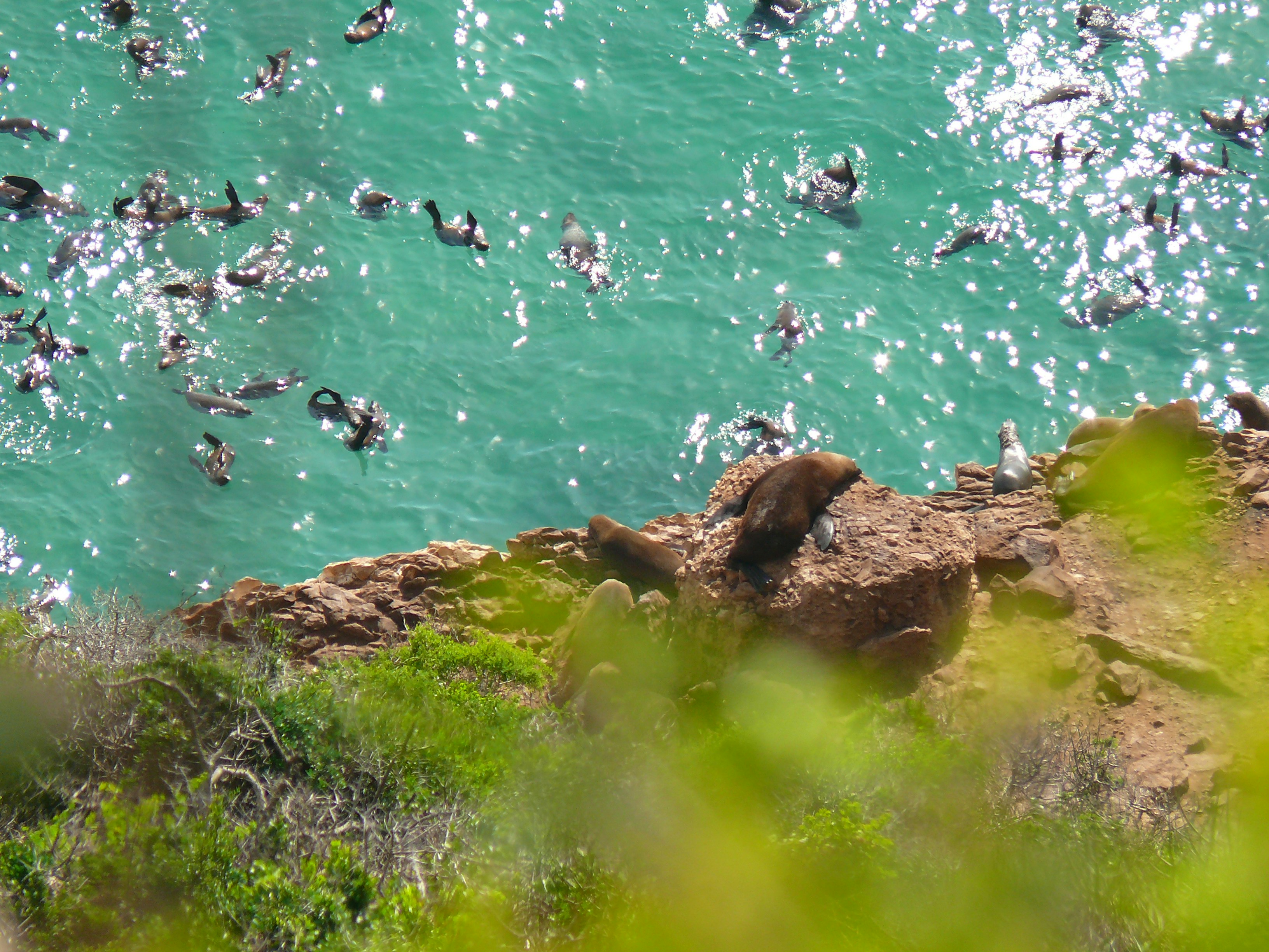 Sea-Derry Cliff: Seabirds Kettle Along Aquamarine Tide