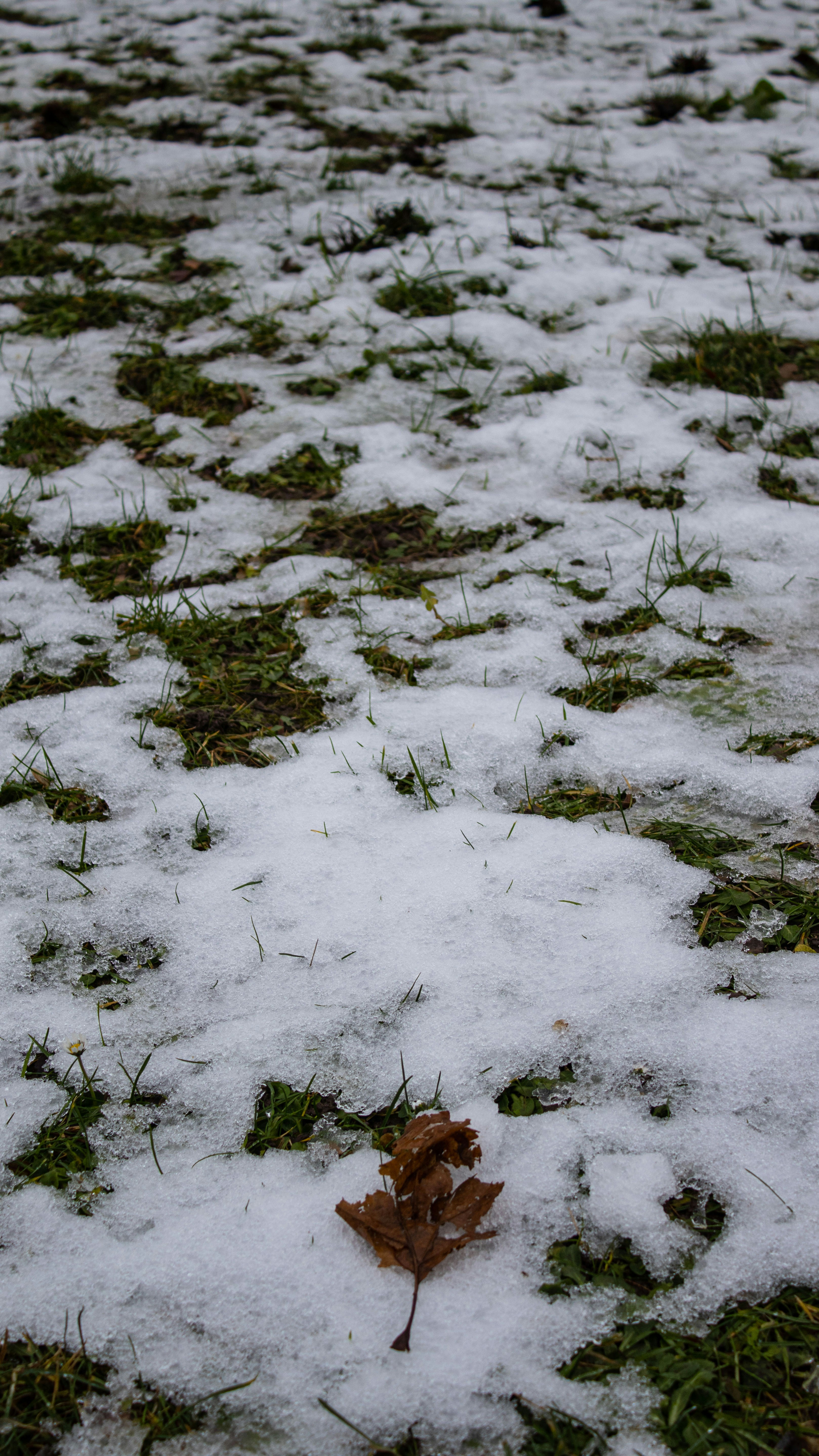 Snow-dusted Grass with a Lone Brown Leaf