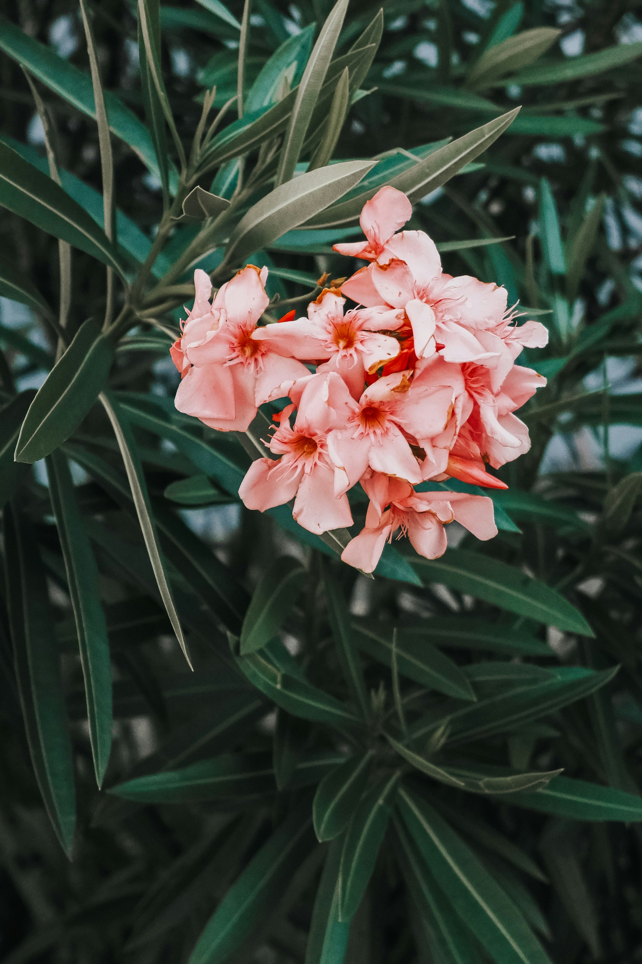 Pink cluster of oleander blossoms resting among dark olive leaves