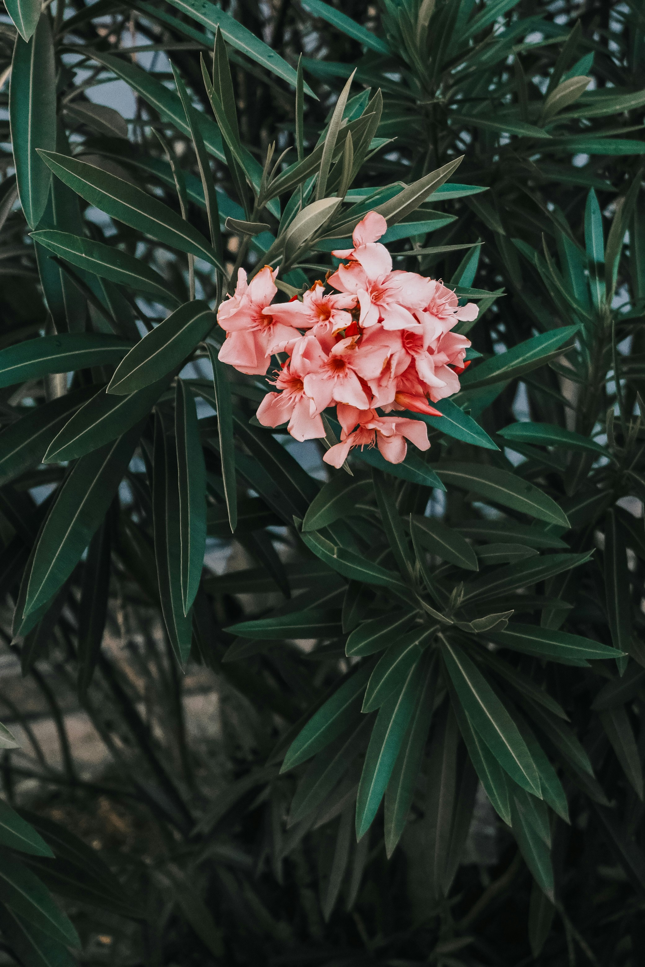 Coral Pink Bloom Nestled Among Dark Green Laurels