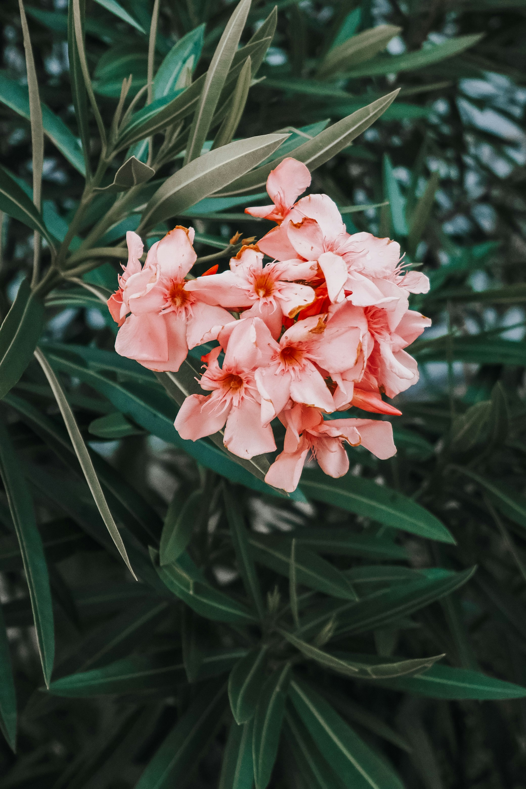 Soft Coral Bloom Nestled Among Evergreen Fronds